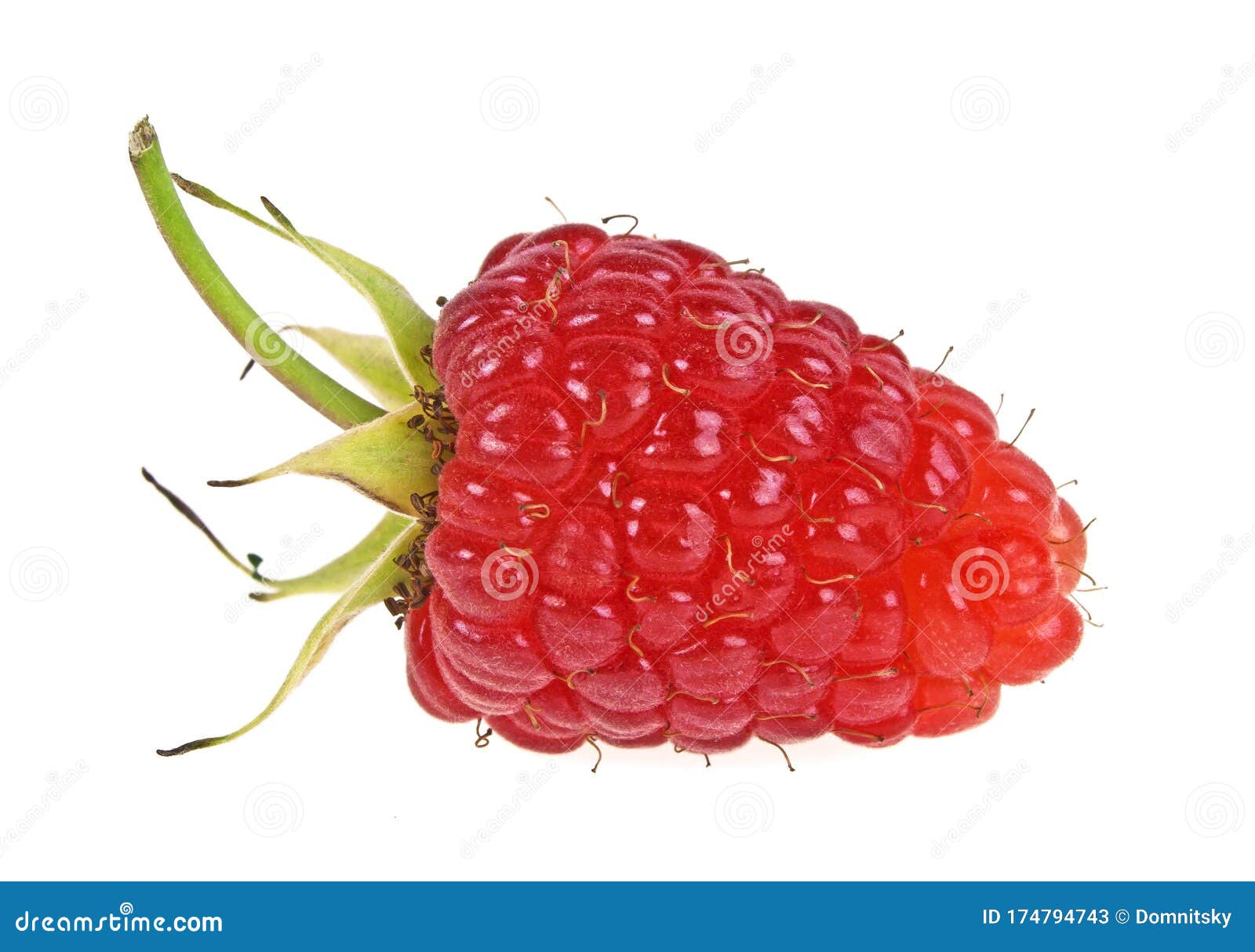 One Fresh Raspberry Fruit Isolated on White Background Stock Image ...