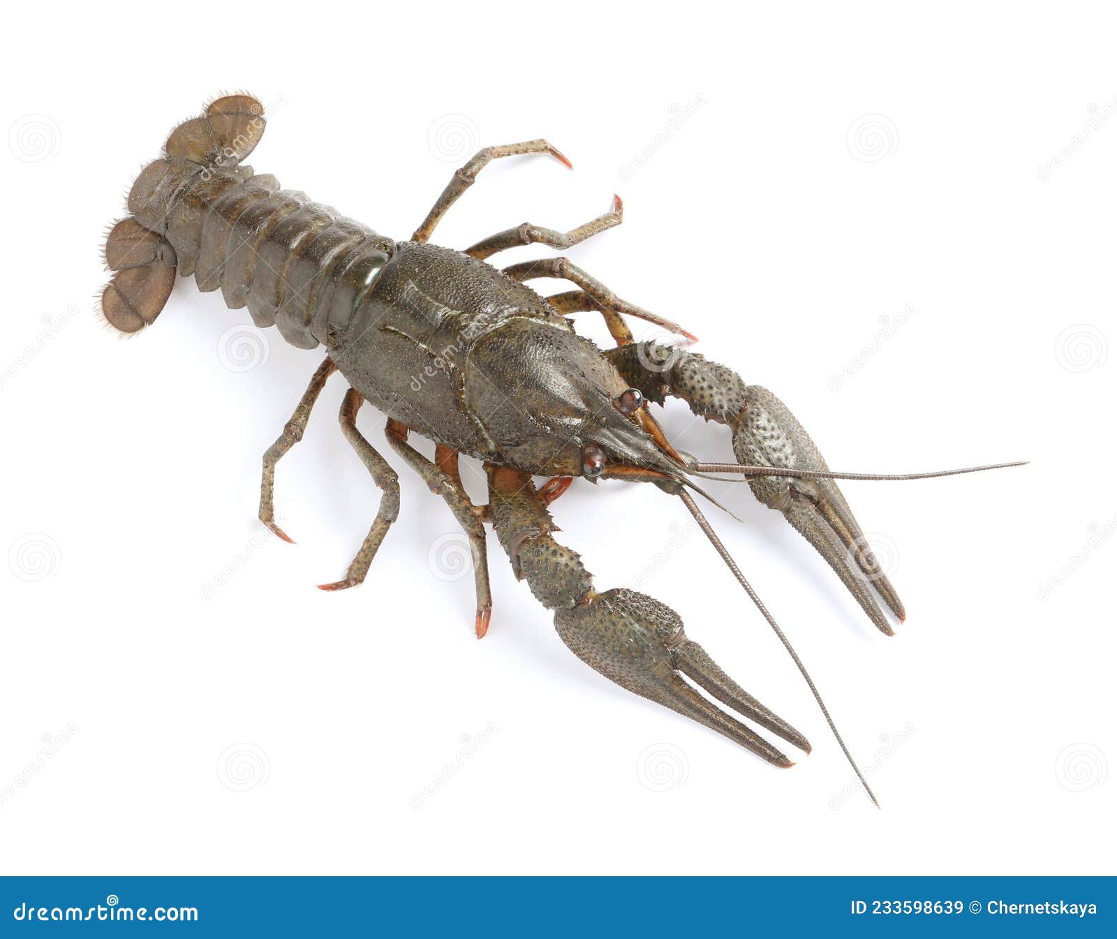 One Fresh Raw Crayfish Isolated on White, Top View Stock Image - Image ...