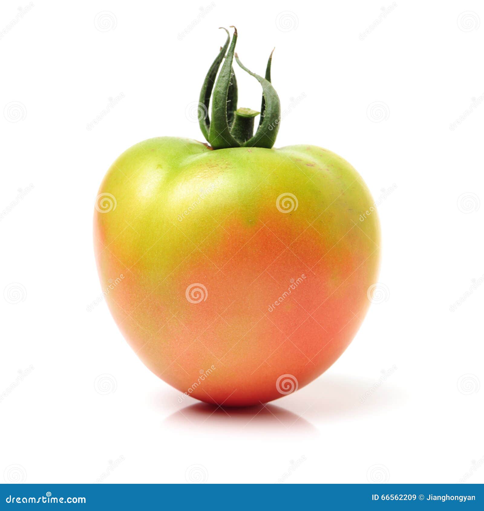One fresh tomato stock image. Image of tomato, macro - 66562209
