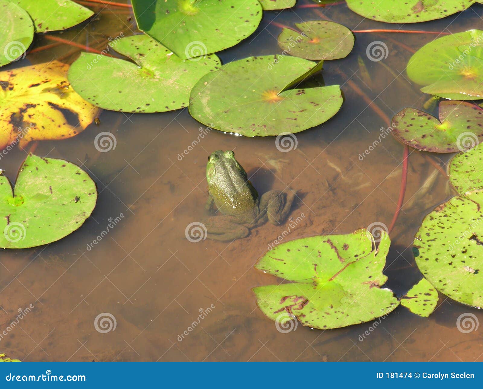 One Frog stock photo. Image of lily, lake, park, garden - 181474