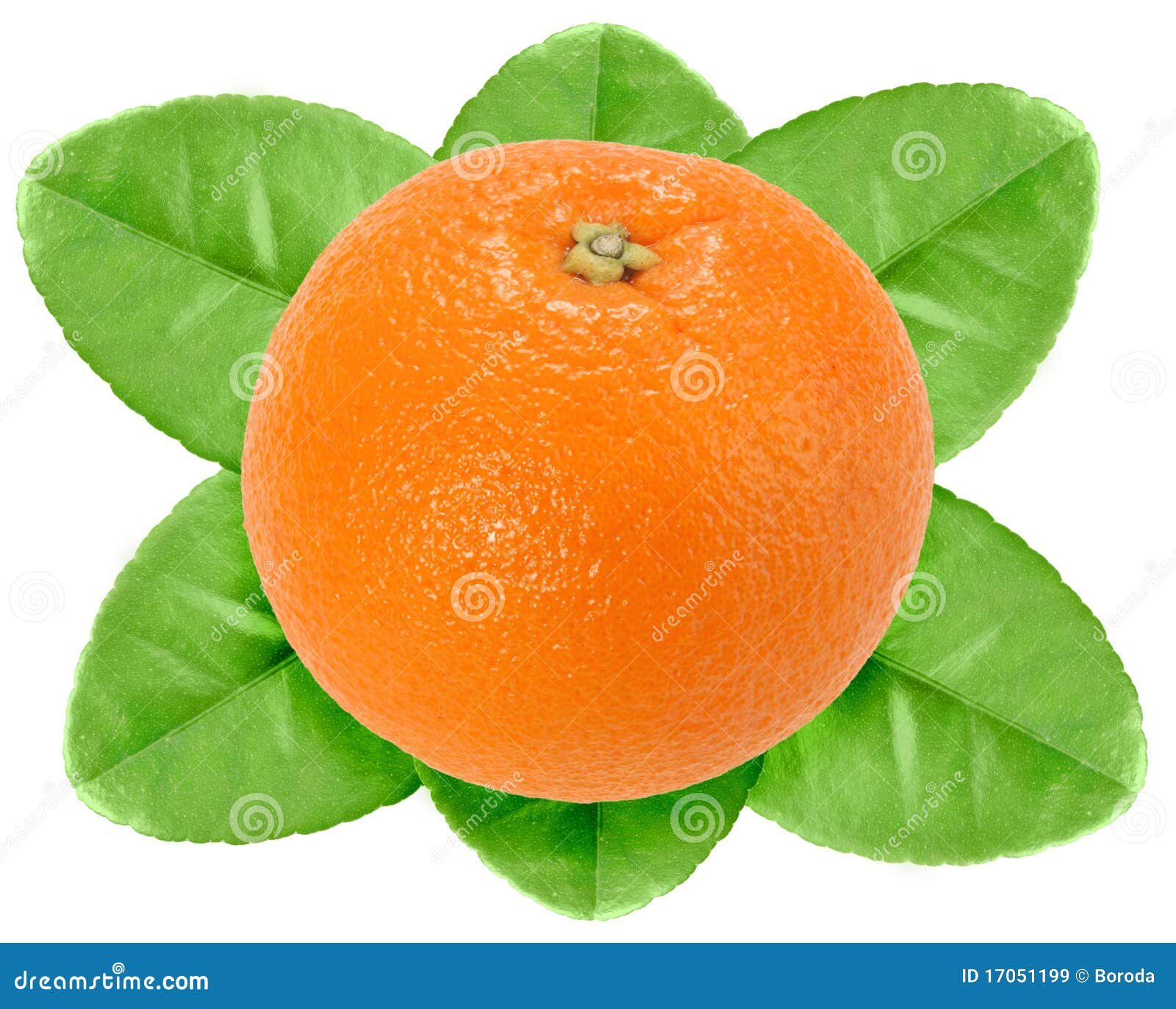 One Fruit of Orange with Green Leaf Stock Image - Image of isolated ...