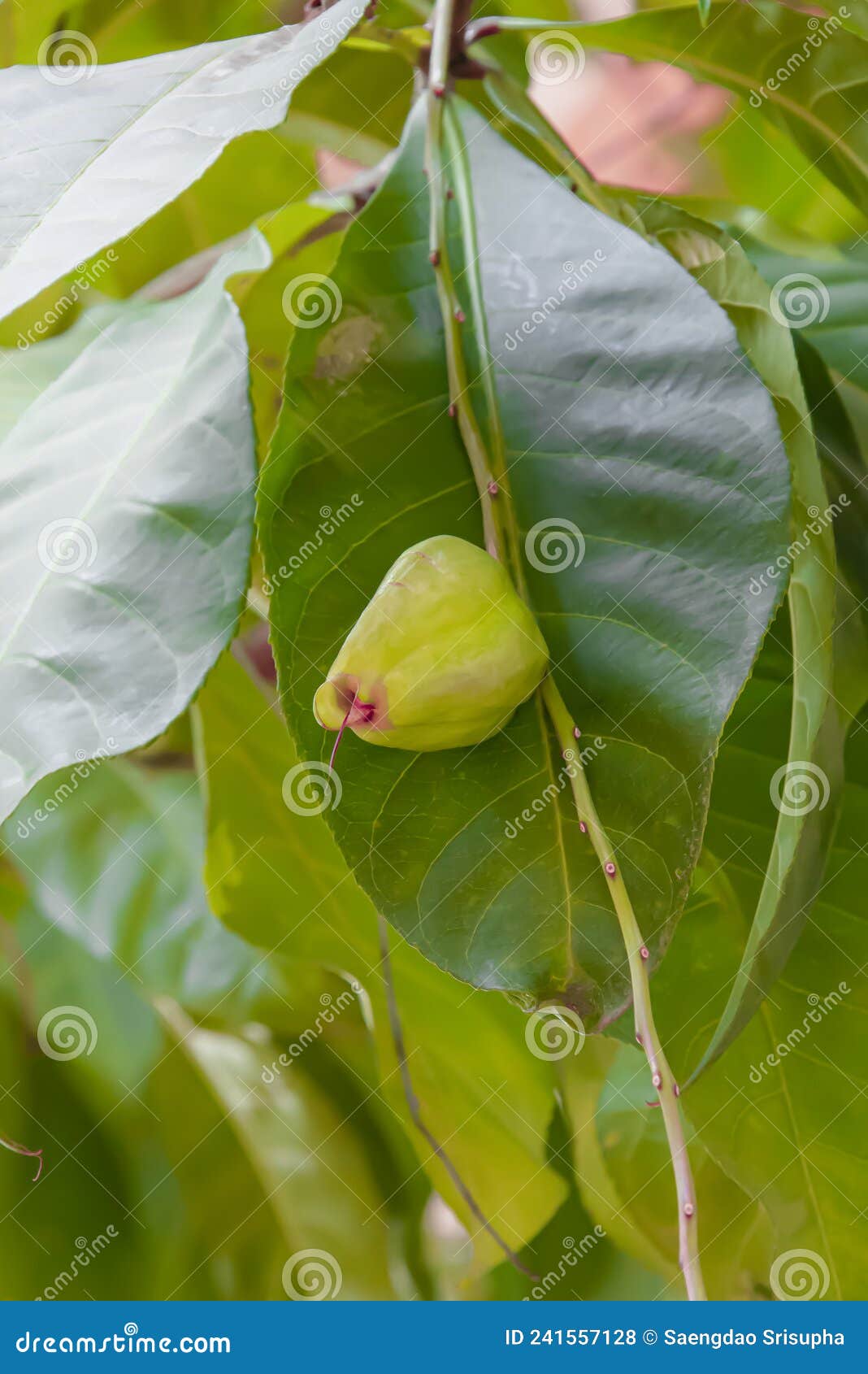 Only one fruit of the tree stock photo. Image of background - 241557128