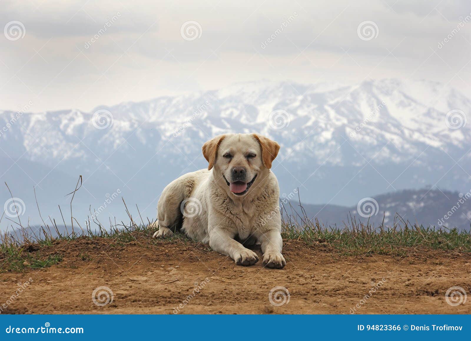 One Fun Dog in the Background of the Mountains, Front View Stock Photo ...