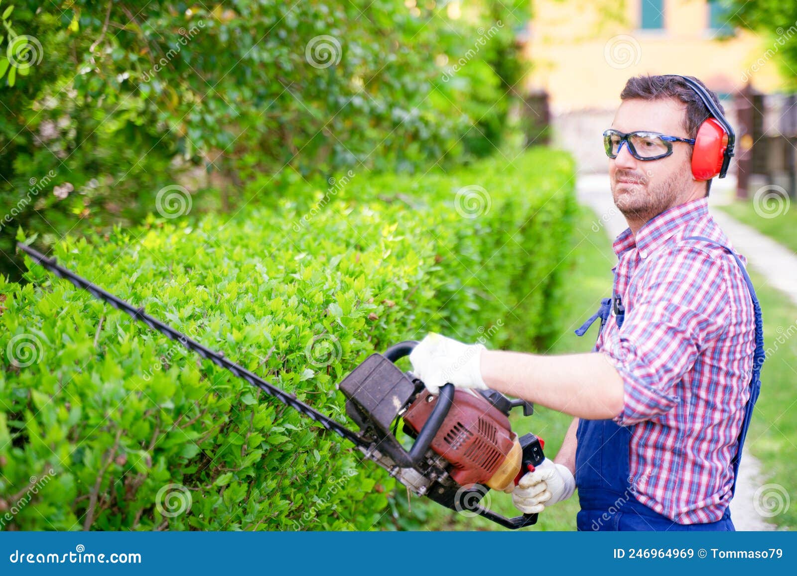 One Gardener Shaping Hedge Using Hedge Trimmer Stock Image - Image of ...