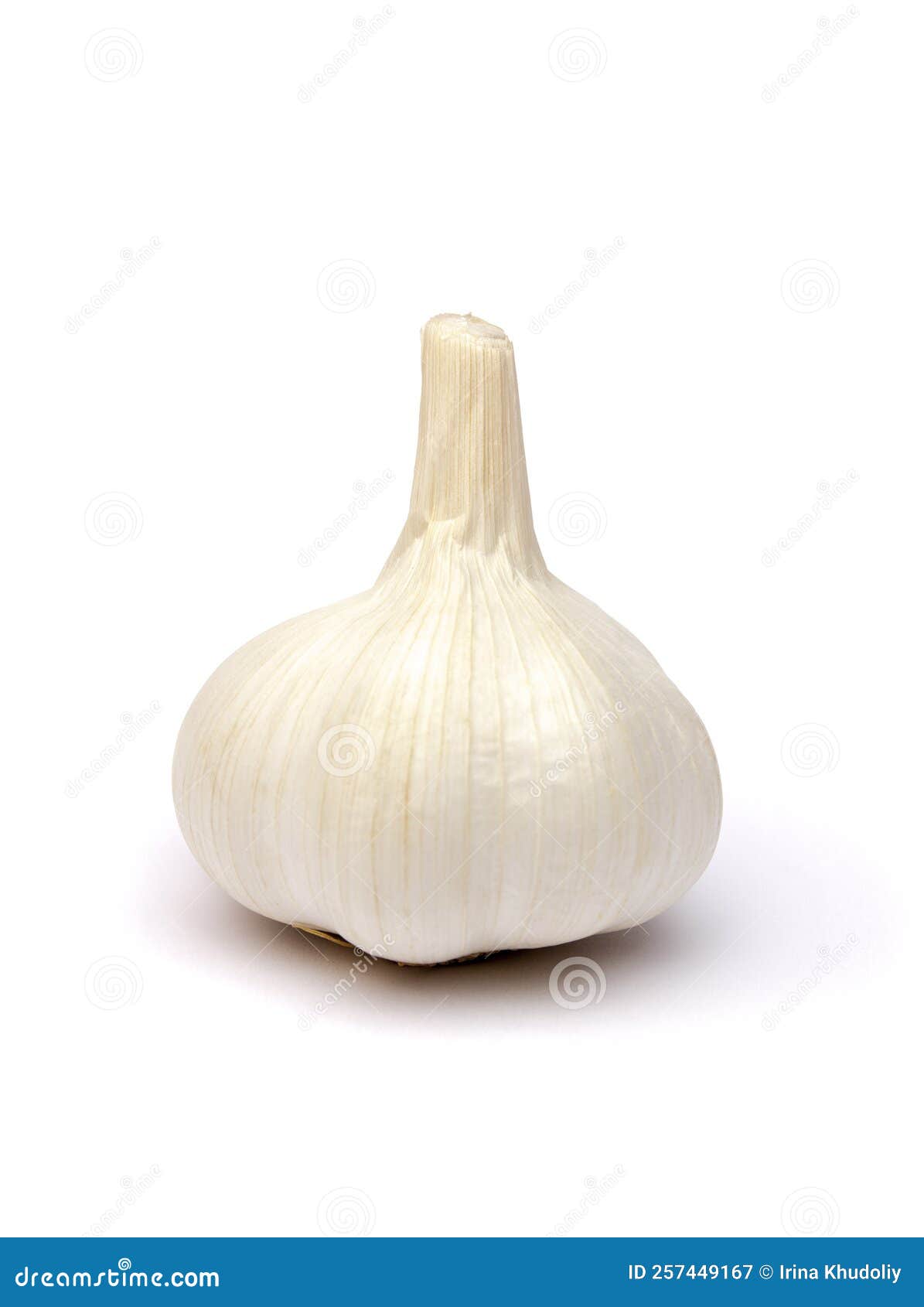 One garlic bulb stock image. Image of isolated, bulb - 257449167