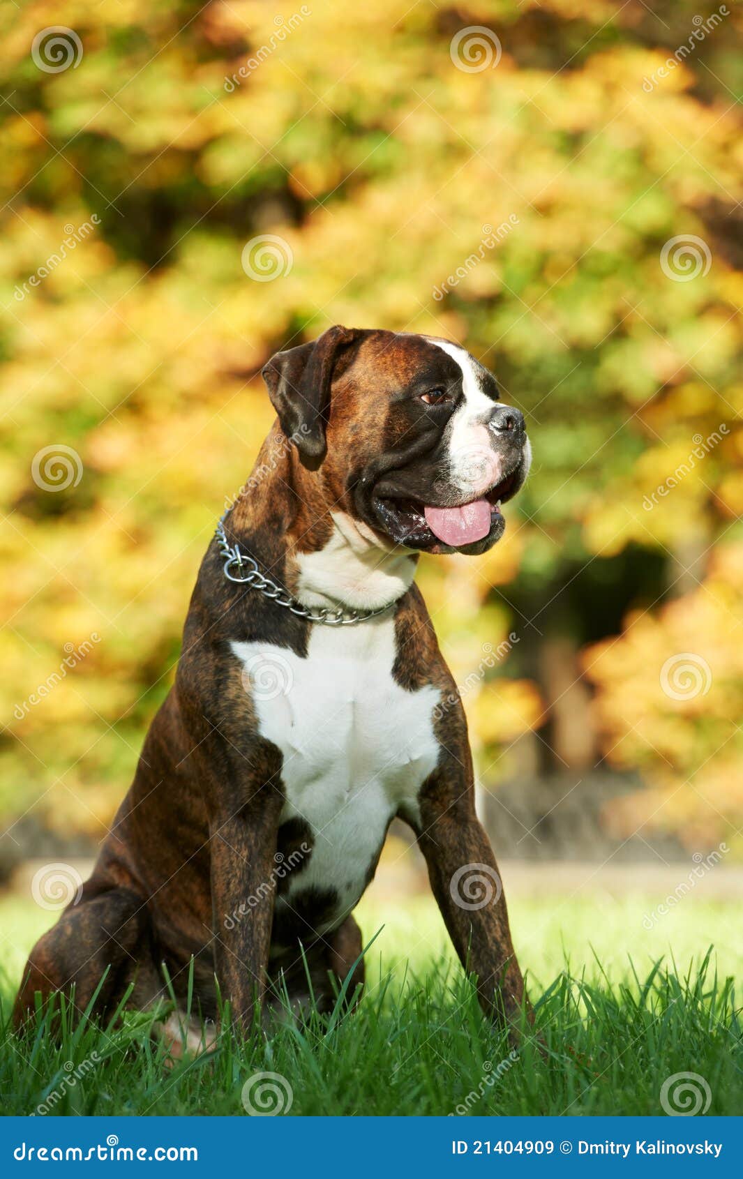 One German Tiger Boxer Dog Royalty Free Stock Images - Image: 21404909