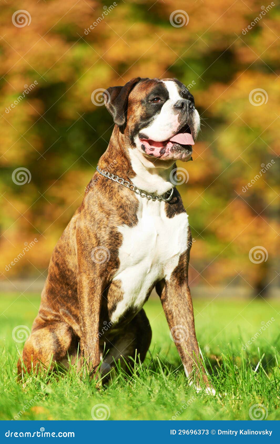 The German WW2 Tiger Tank Stock Photo | CartoonDealer.com #249451662