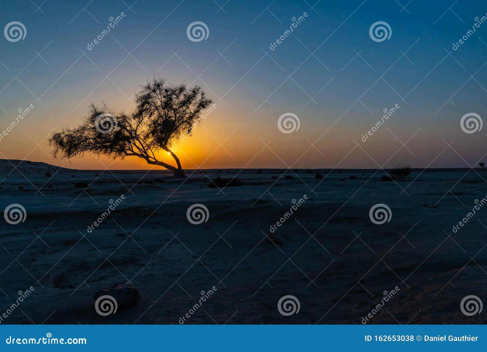 One Ghaf Tree at Sunset in the Qatar Desert Stock Photo - Image of ...