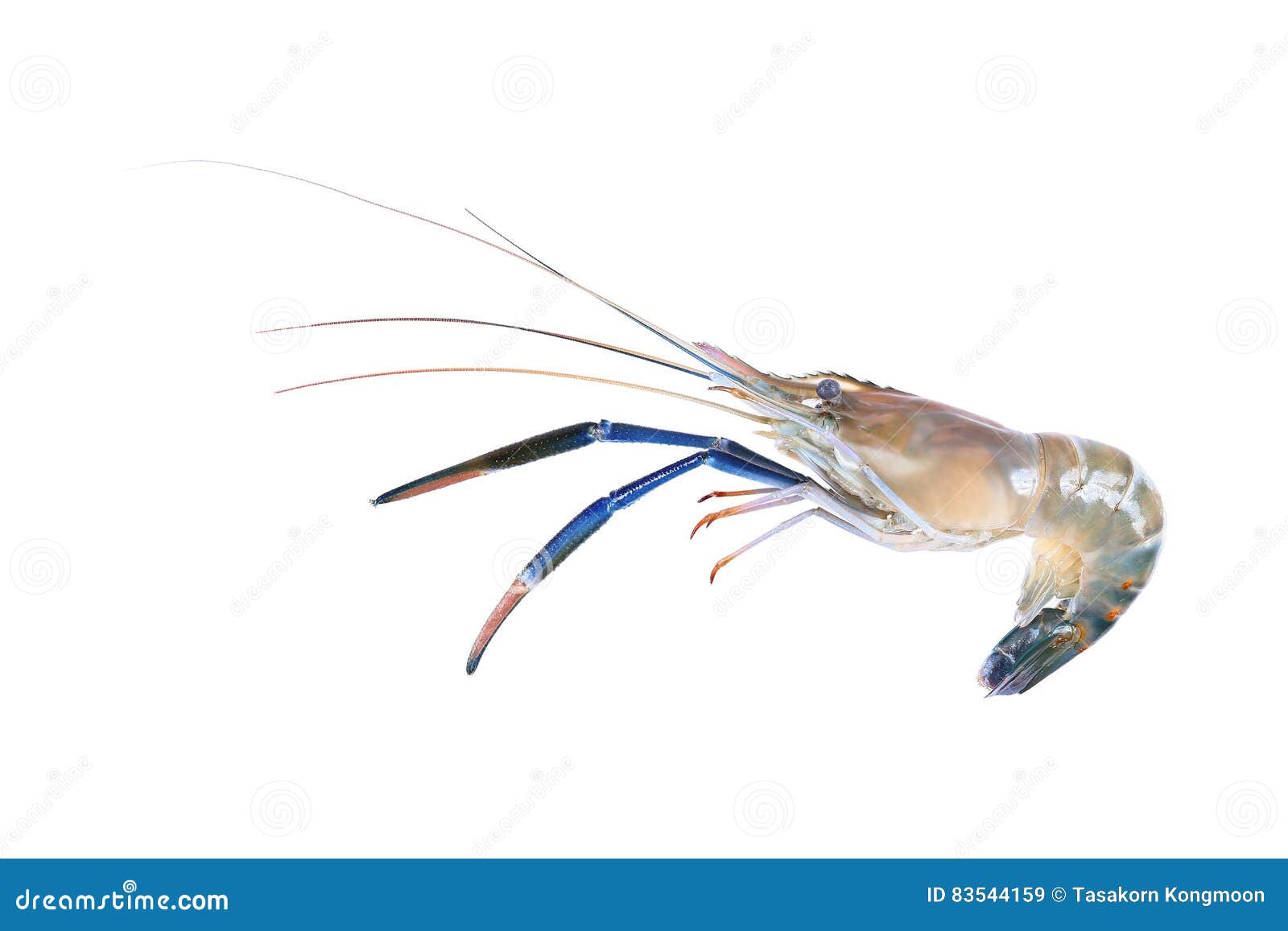 One Giant Freshwater Prawn Isolated on White Stock Image - Image of ...