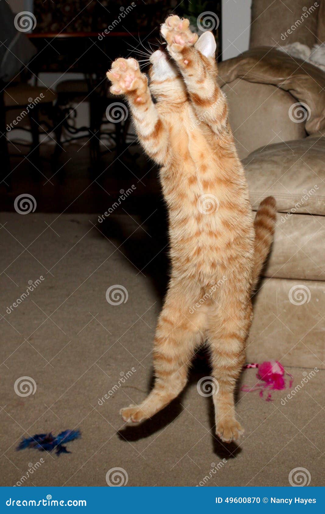 One giant leap. stock photo. Image of adorable, orange - 49600870