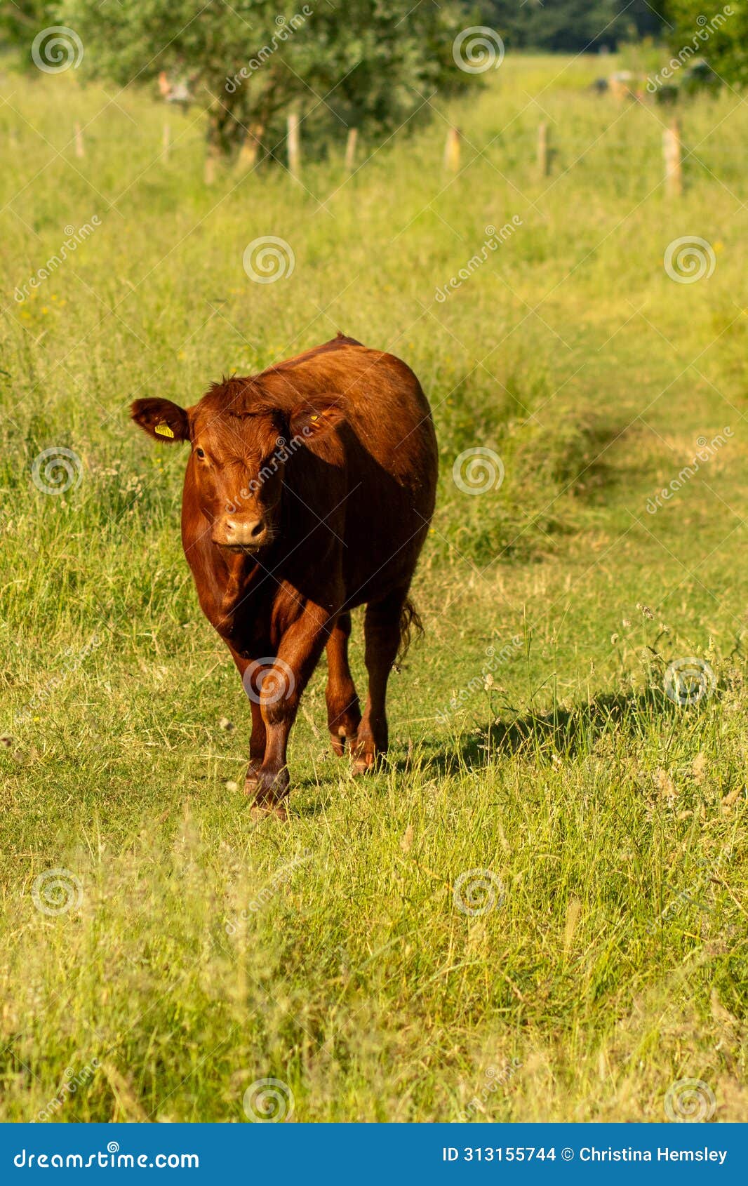 One Ginger Cow on Hertford Common Stock Photo - Image of grazing ...