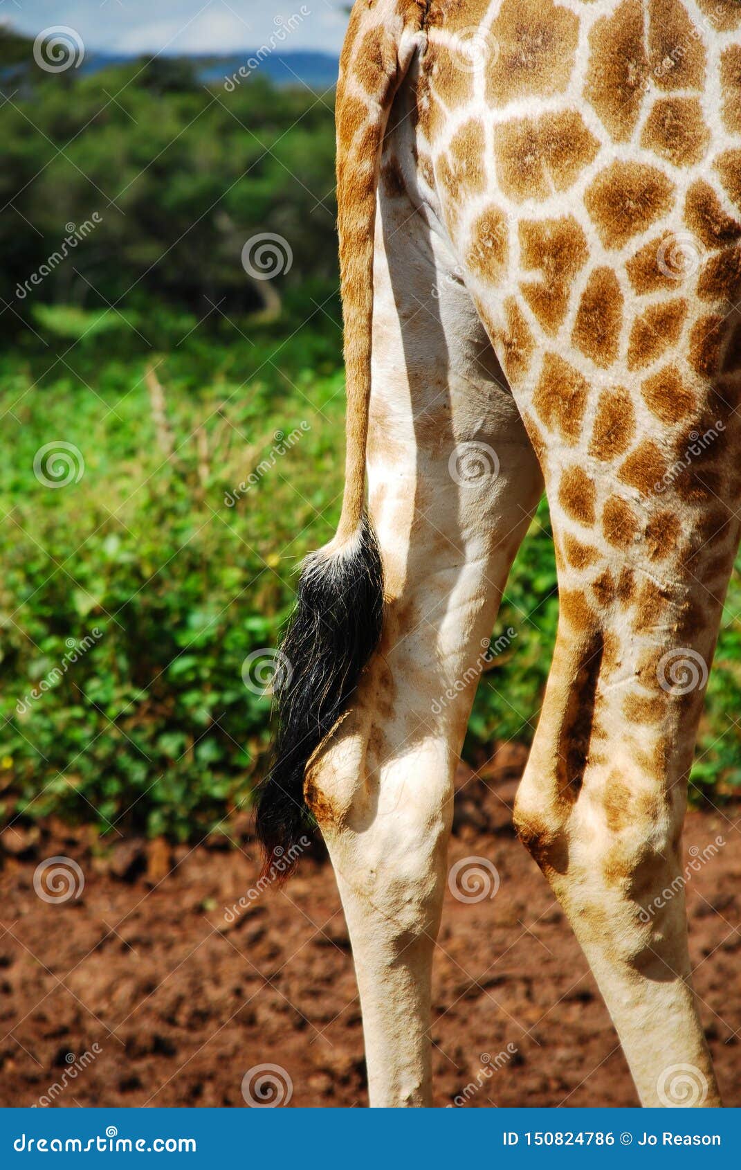 One girafe stock photo. Image of wildlife, tropical - 150824786