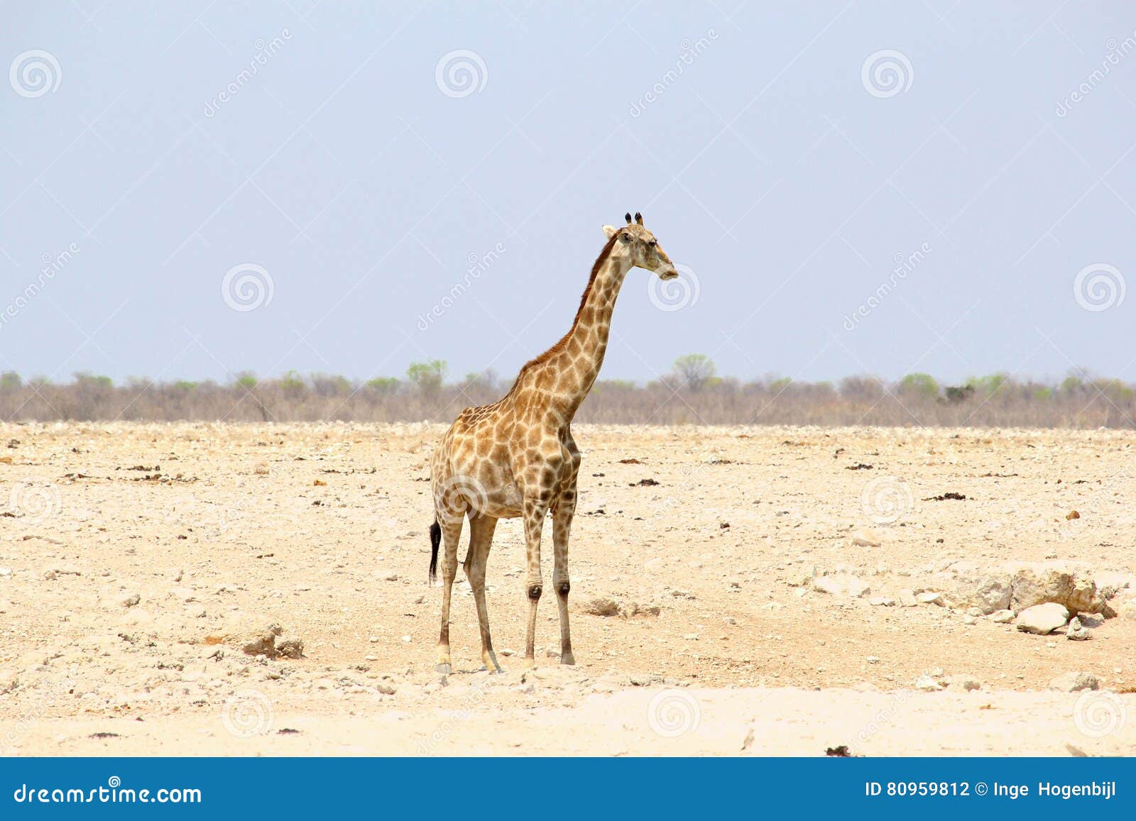 One Giraffe Alone Desert, Etosha, Namibia Stock Photo - Image of ...