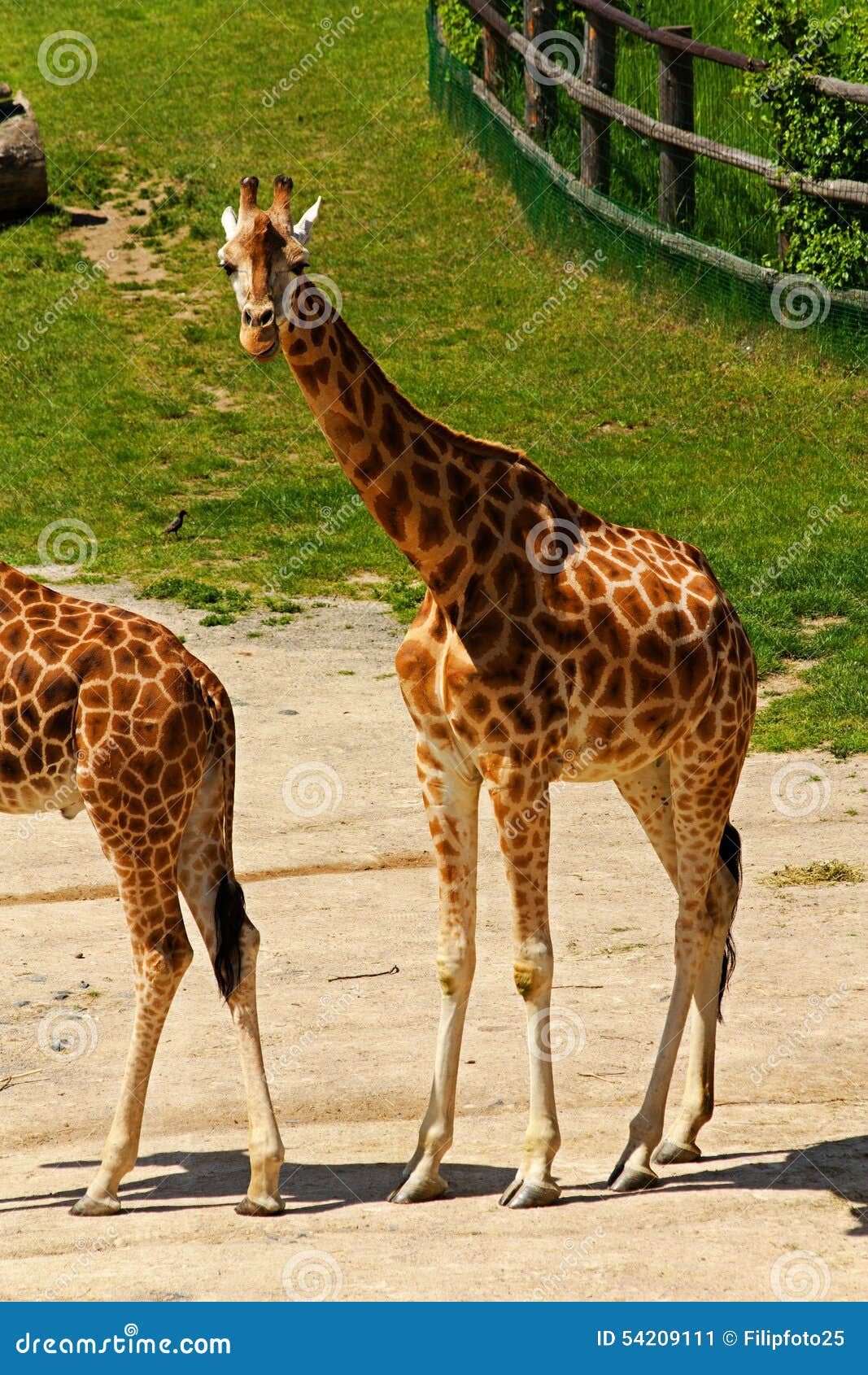 One giraffe stock image. Image of away, destination, herbivore - 54209111