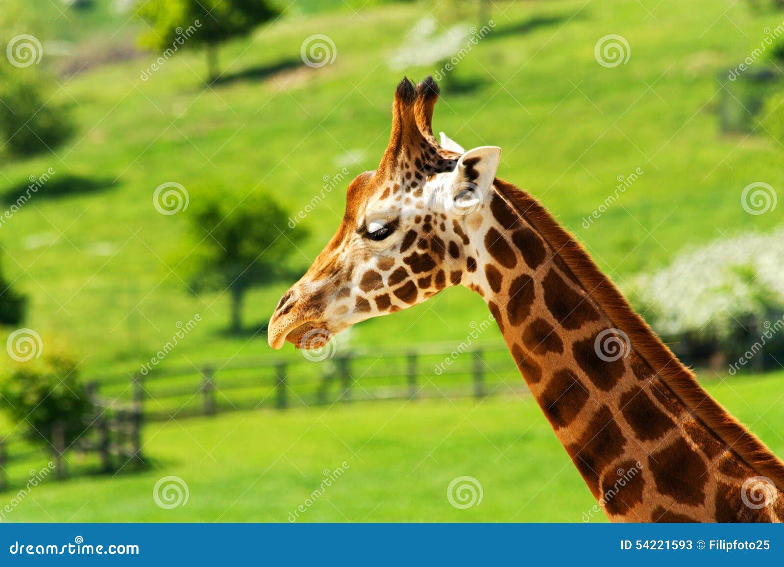 One giraffe stock image. Image of landmark, away, full - 54221593