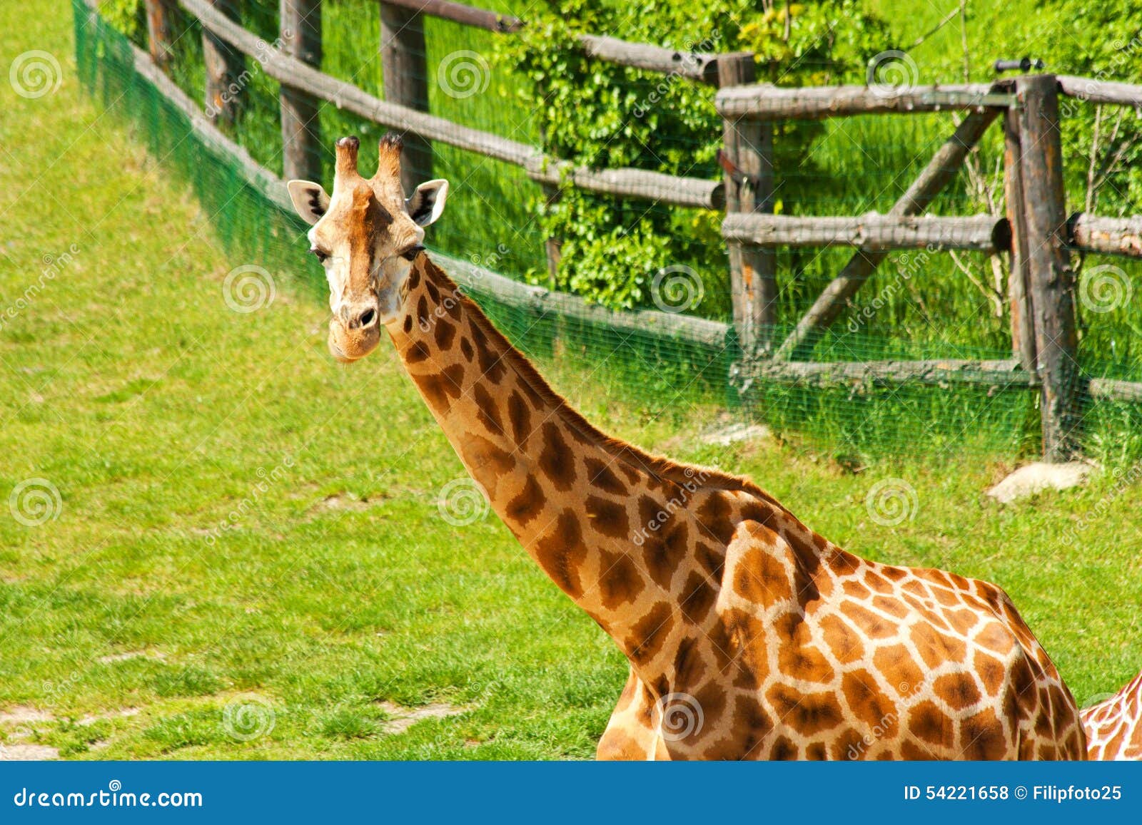 One giraffe stock photo. Image of camelopard, fauna, creature - 54221658