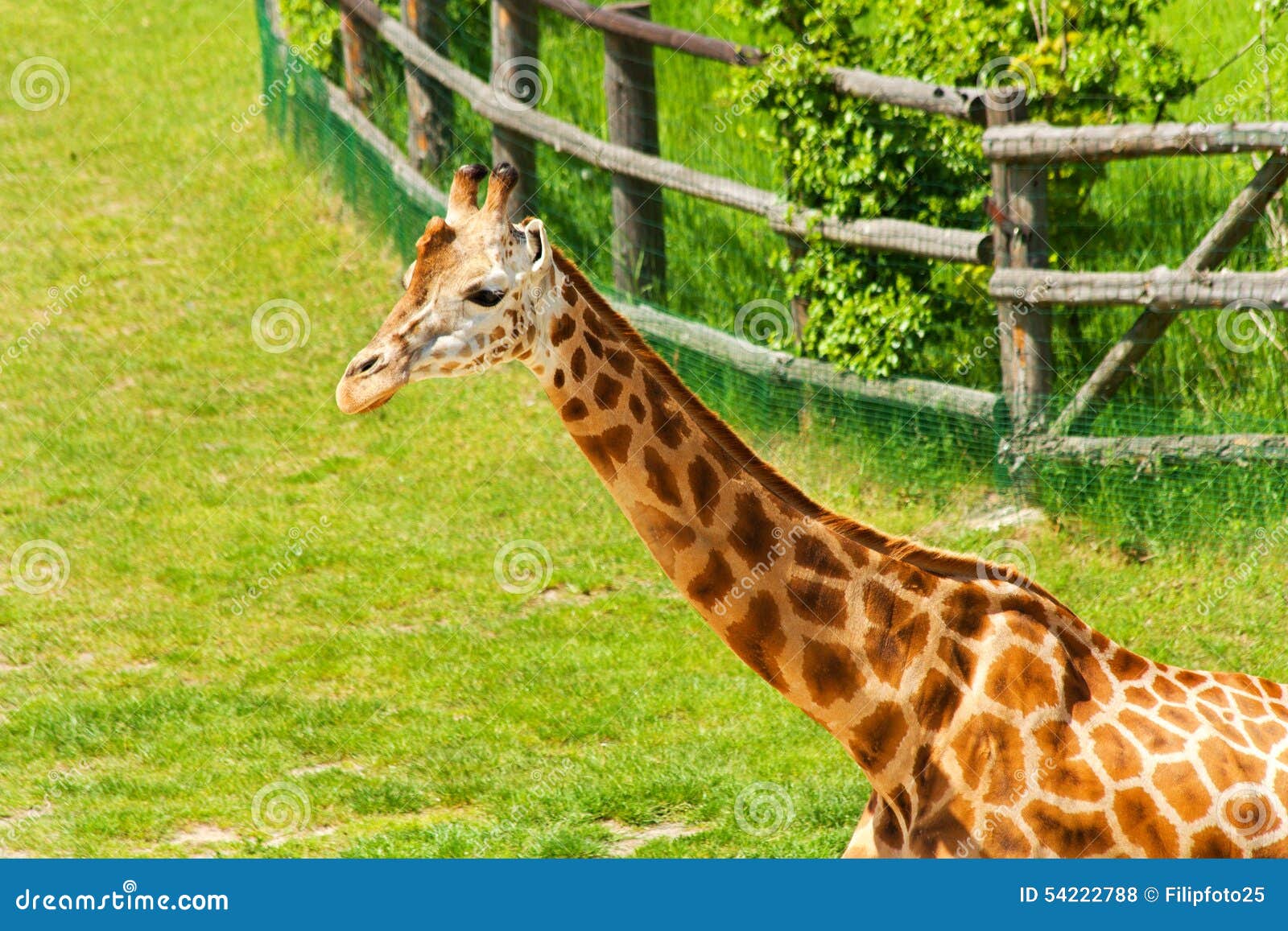 One giraffe stock photo. Image of camelopard, body, landmark - 54222788