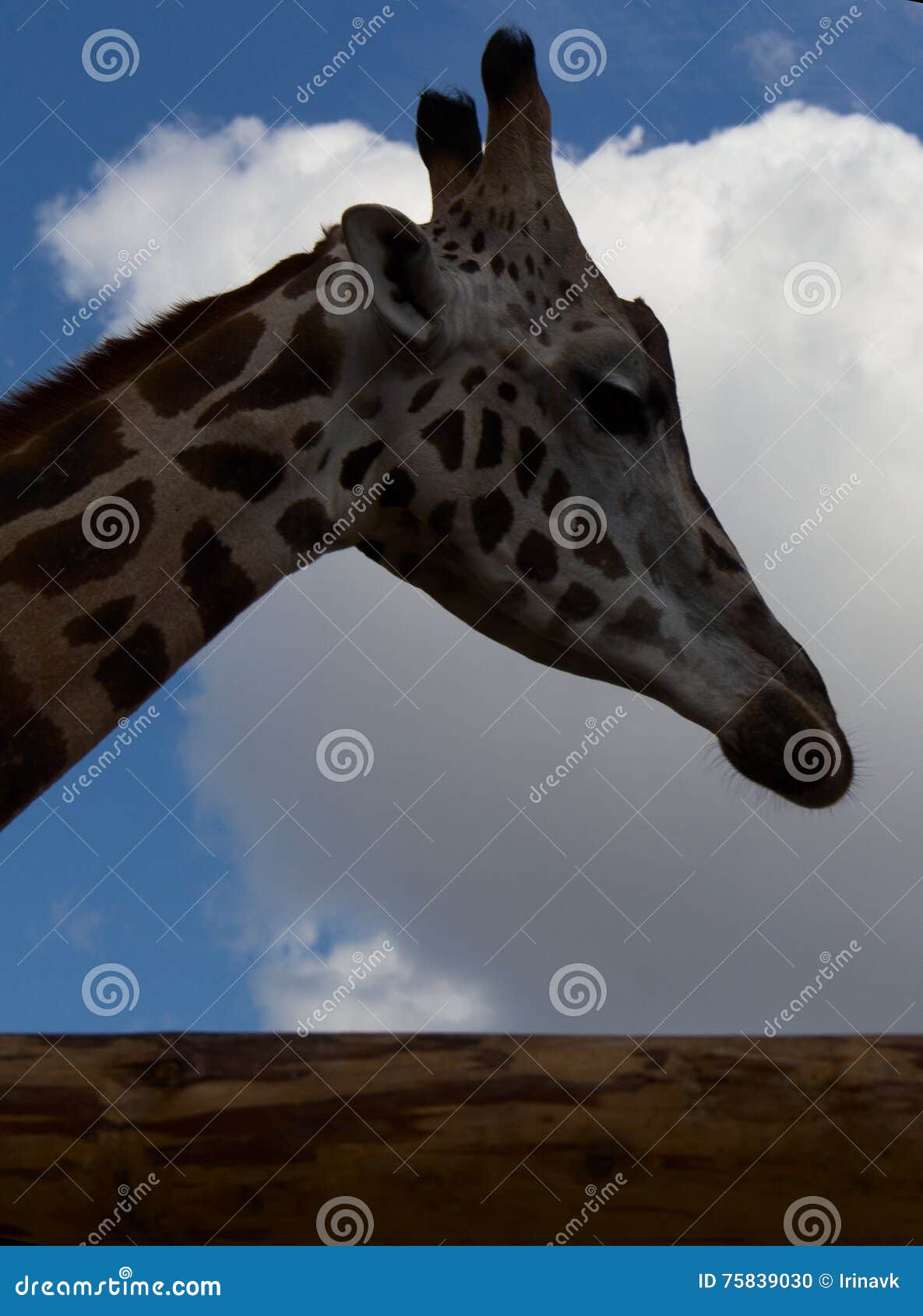 One giraffe. photo stock photo. Image of spotted, animals - 75839030