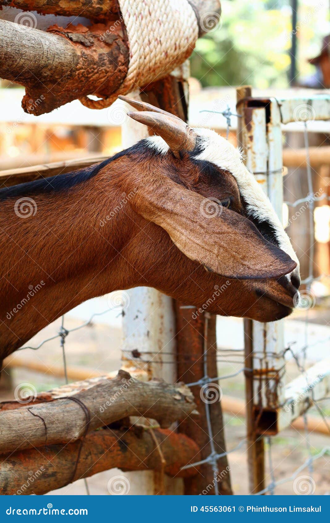 One Goat on a farm. stock image. Image of ears, mammal - 45563061