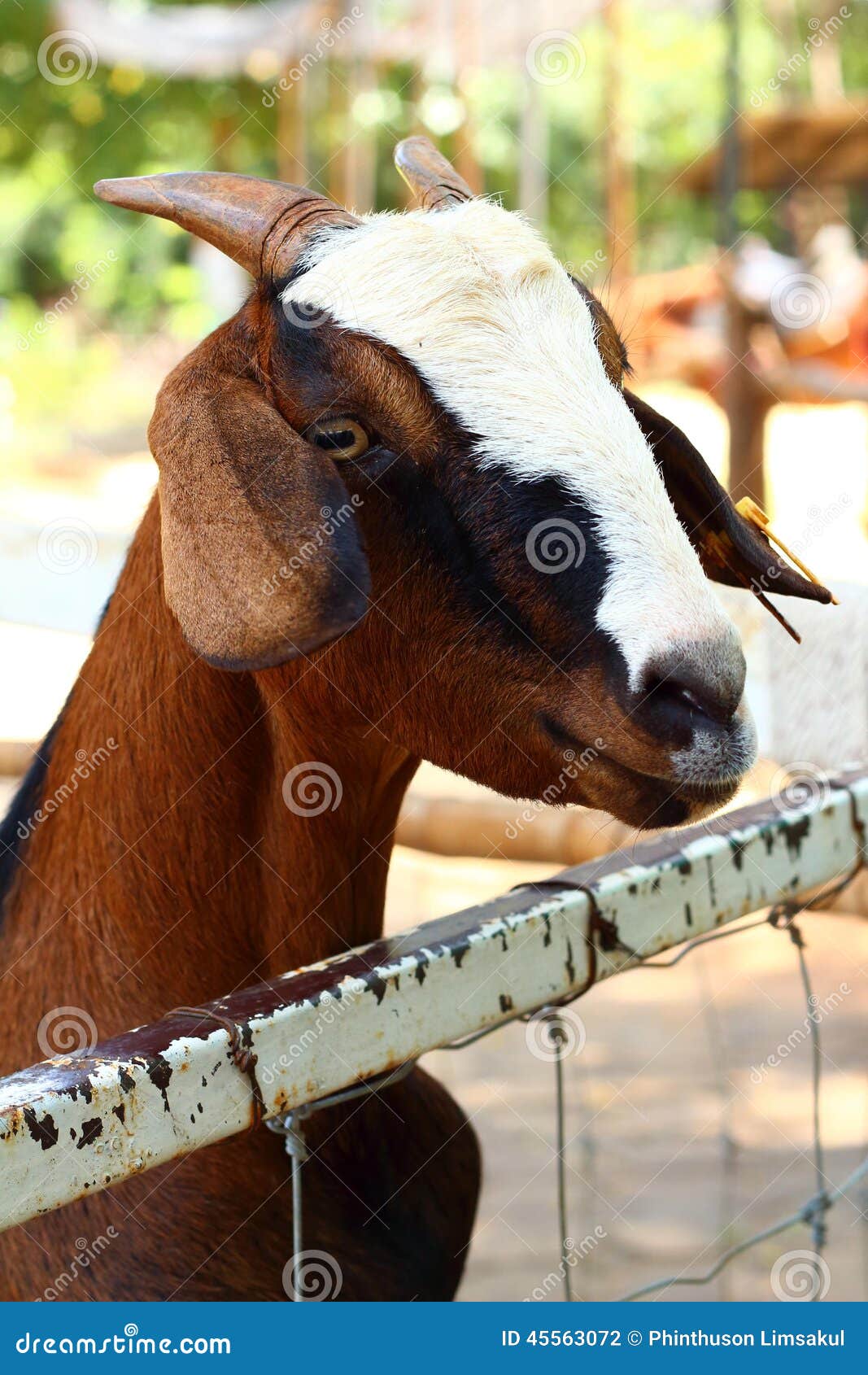 One Goat on a farm. stock photo. Image of brown, head - 45563072