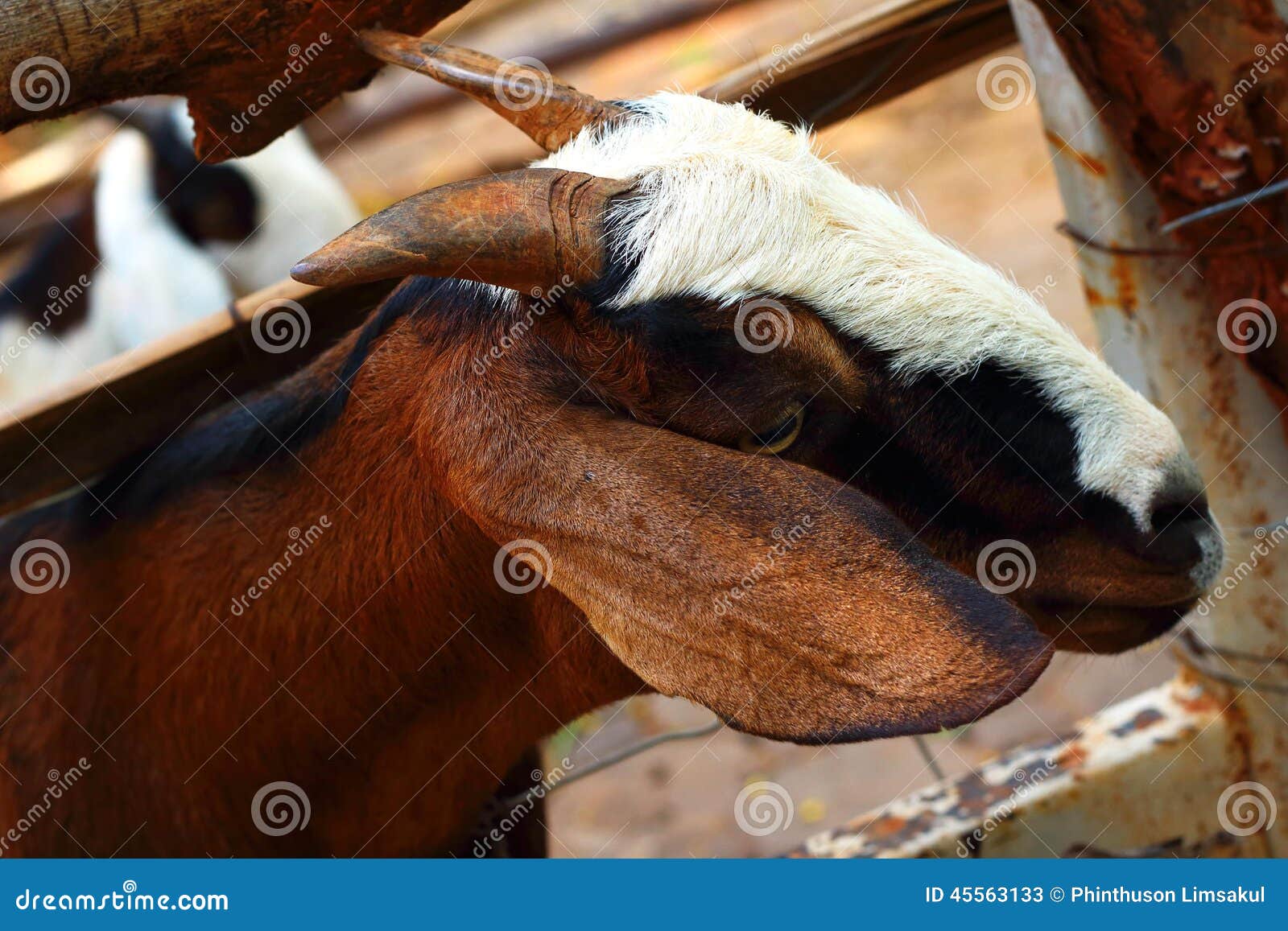 One Goat on a farm. stock image. Image of grazing, field - 45563133