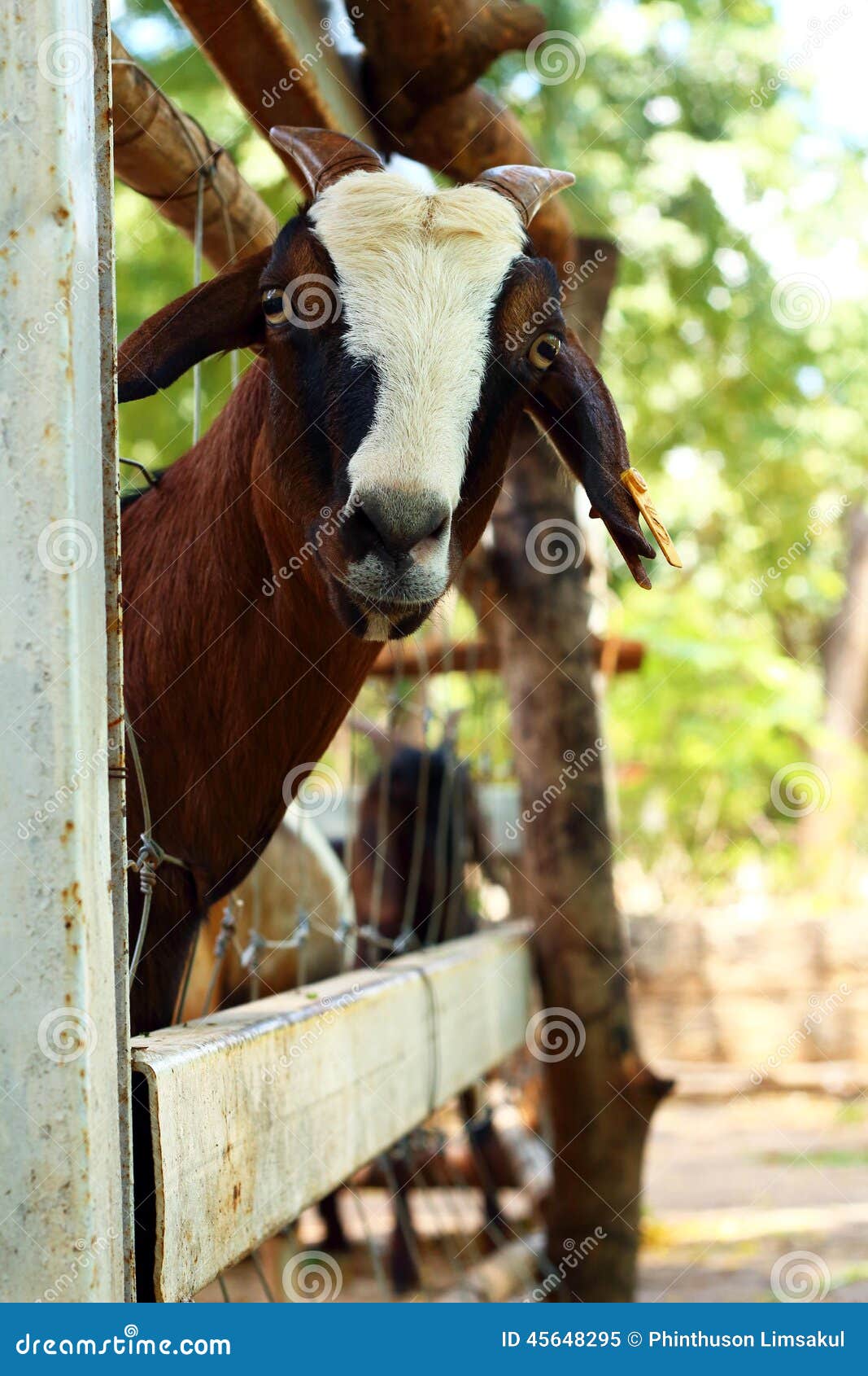 One Goat on a farm. stock image. Image of nature, agriculture - 45648295