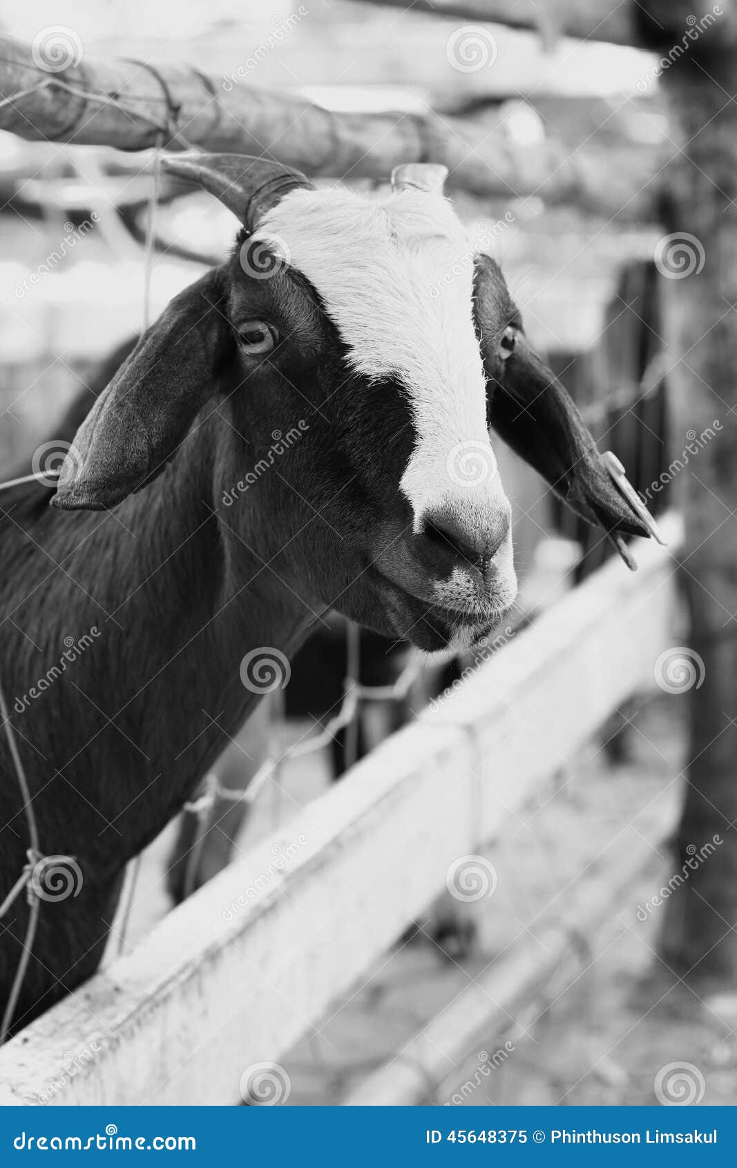 One Goat on a farm. stock image. Image of summer, outdoors - 45648375