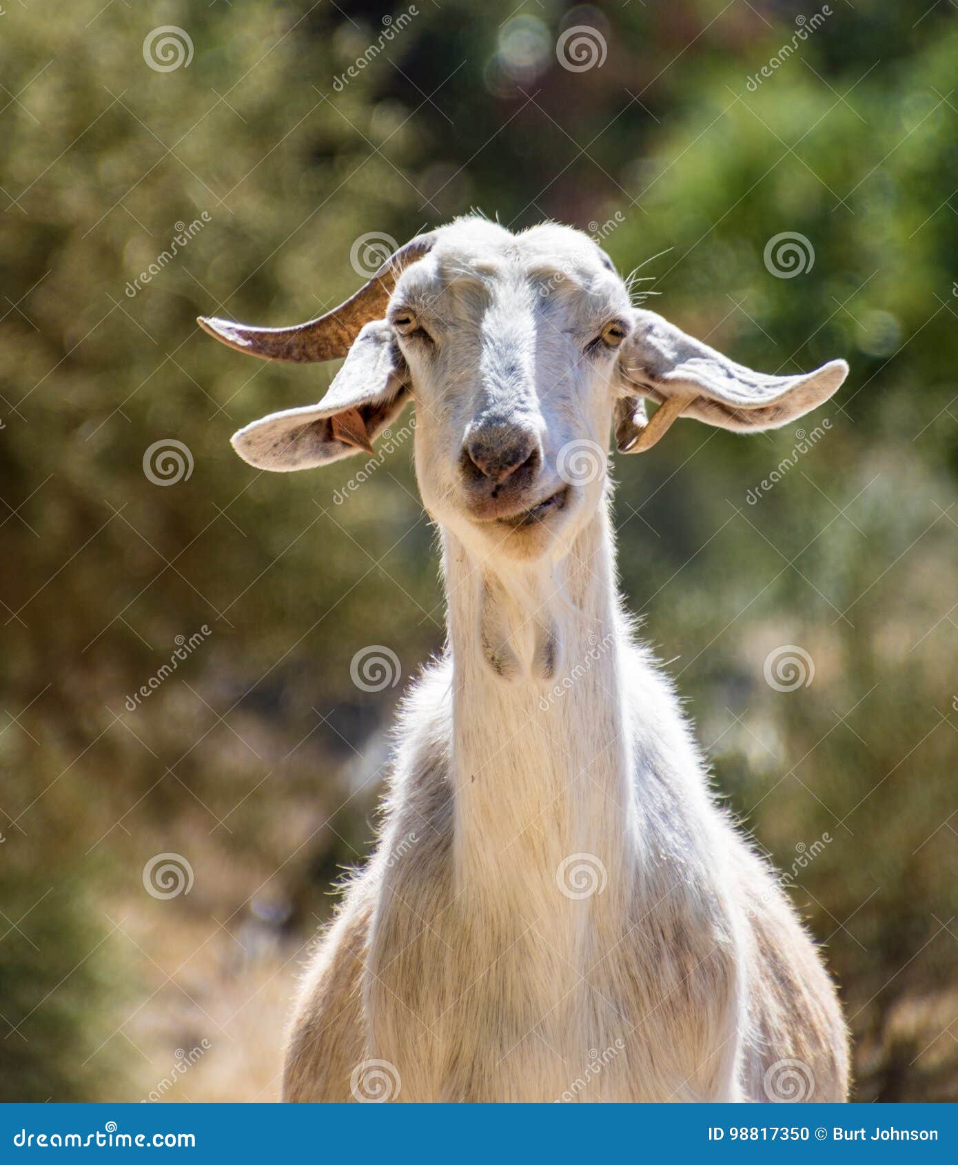 One Goat stock photo. Image of stupid, agriculture, curious - 98817350