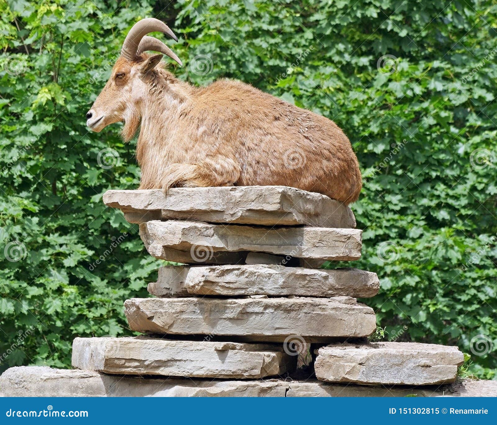 One Goat Resting on a Stack of Flat Rocks Stock Image - Image of nature ...