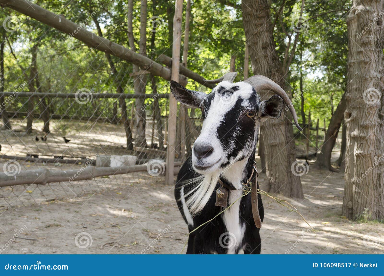 One goat in the yard stock image. Image of goat, spring - 106098517
