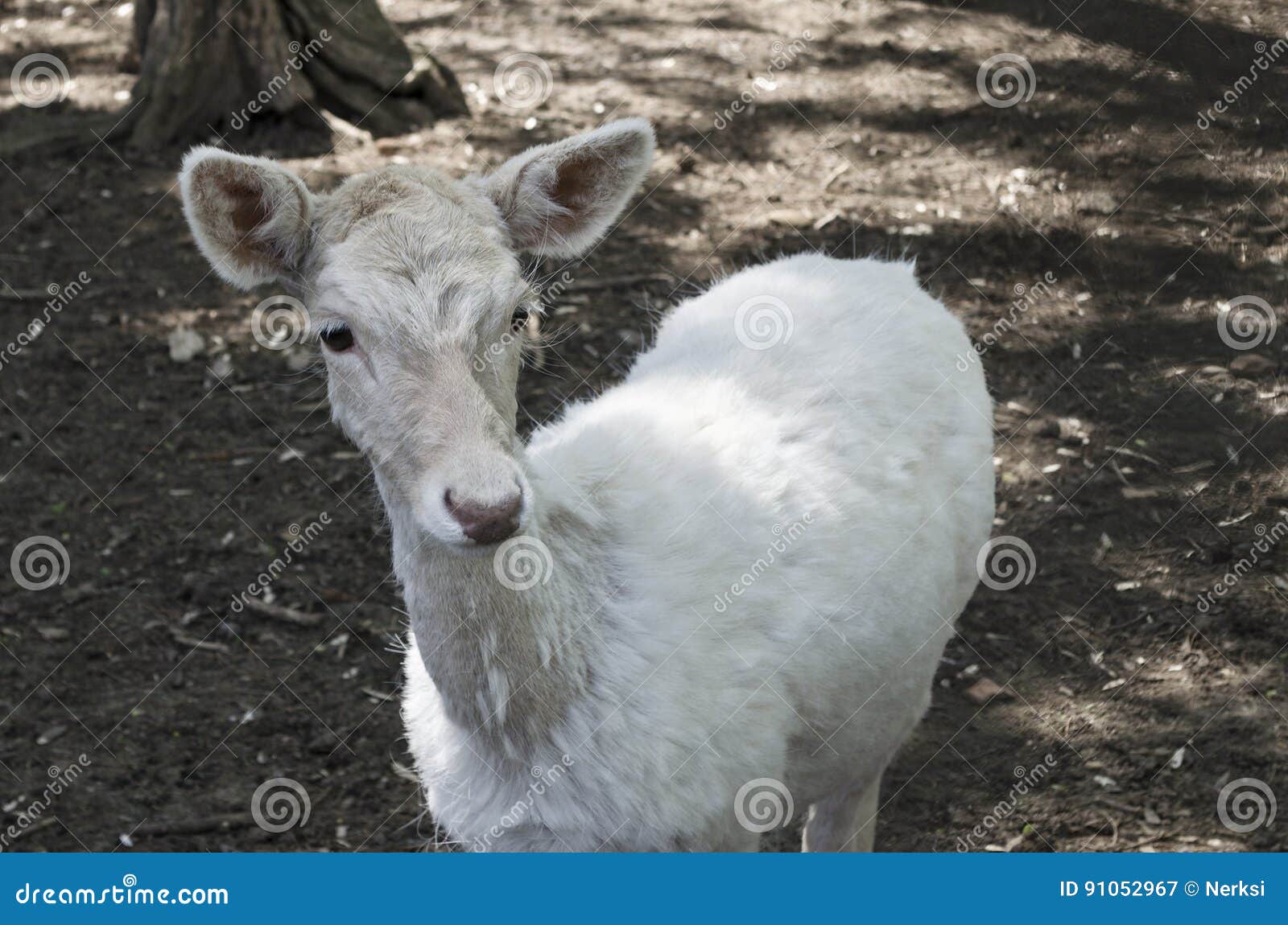 One goat in the yard stock image. Image of village, nature - 91052967