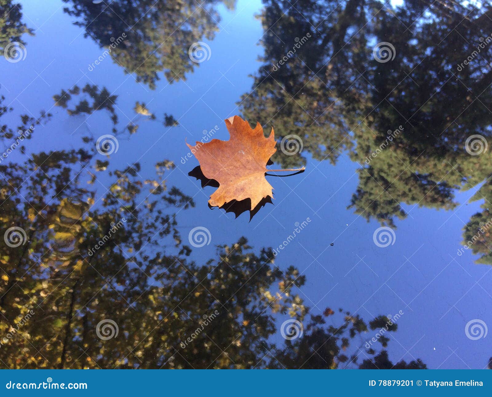 One Golden Maple Leaf Fallen on Surface with Reflection Stock Image ...