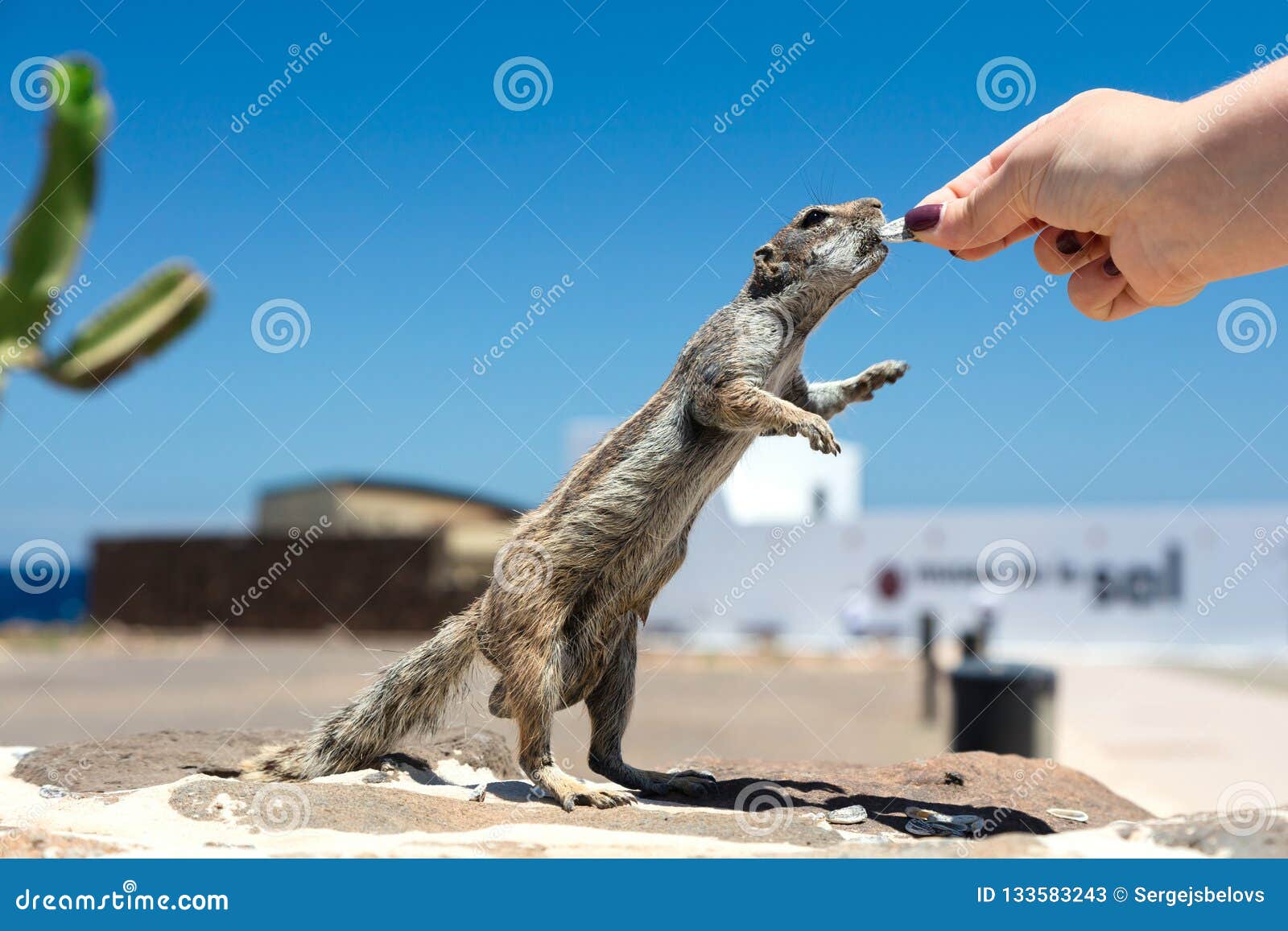 One Gopher. Nice Close Up Wildlife Photography Stock Image - Image of ...