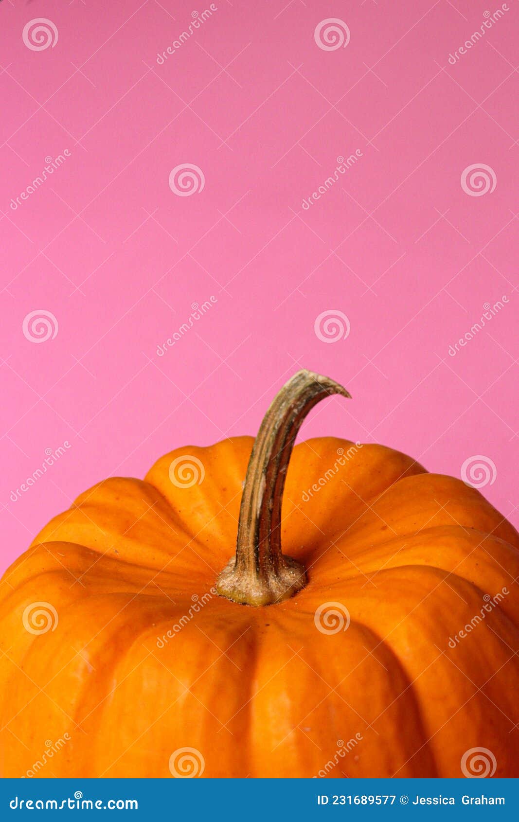 One Gourd with a Pink Background Stock Image - Image of pumpkin, gourds ...