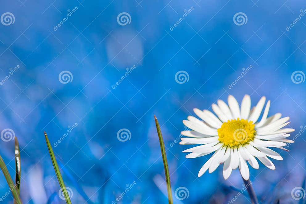 One gowan daisy flower stock image. Image of beauty, flower - 57997775