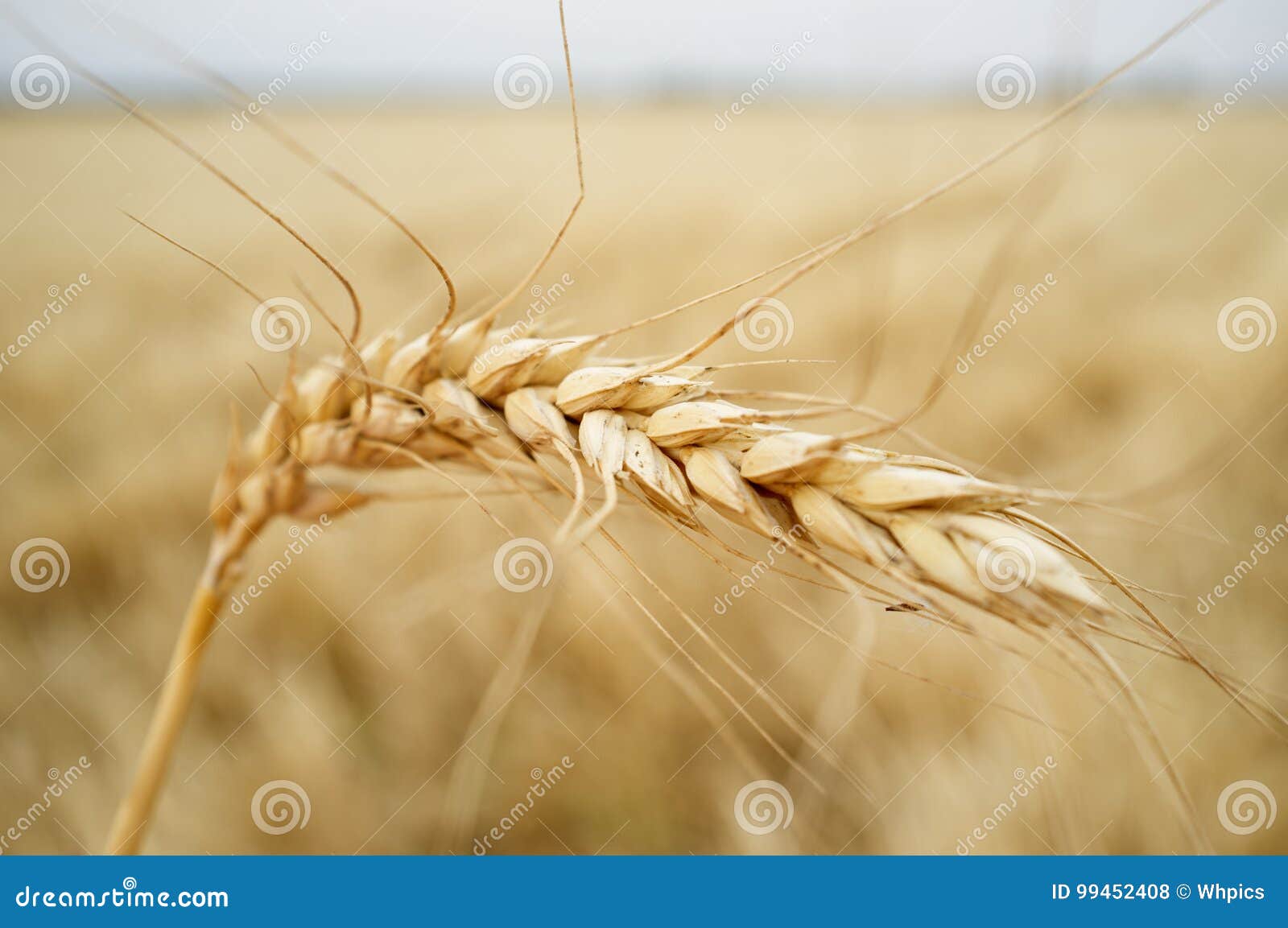 One Grain Ear Over Wheat Grain Field Stock Photo - Image of farmland ...