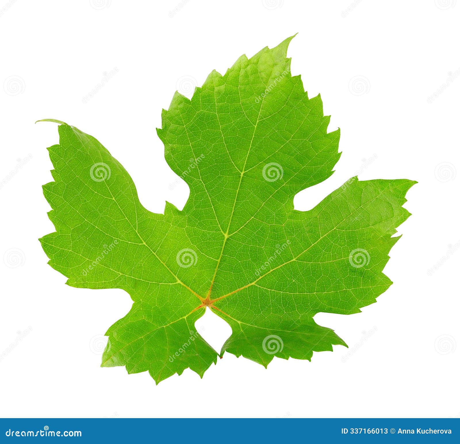 One Grape Vine Leaf Isolated on White Stock Image - Image of fresh ...