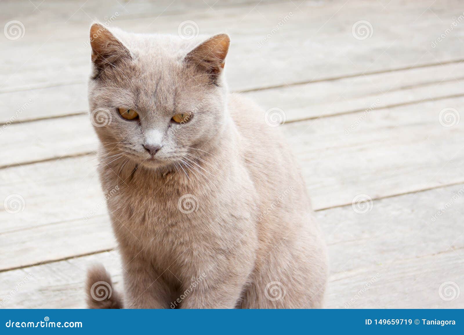 One Gray Cat on a Neutral Background Stock Image - Image of gray ...