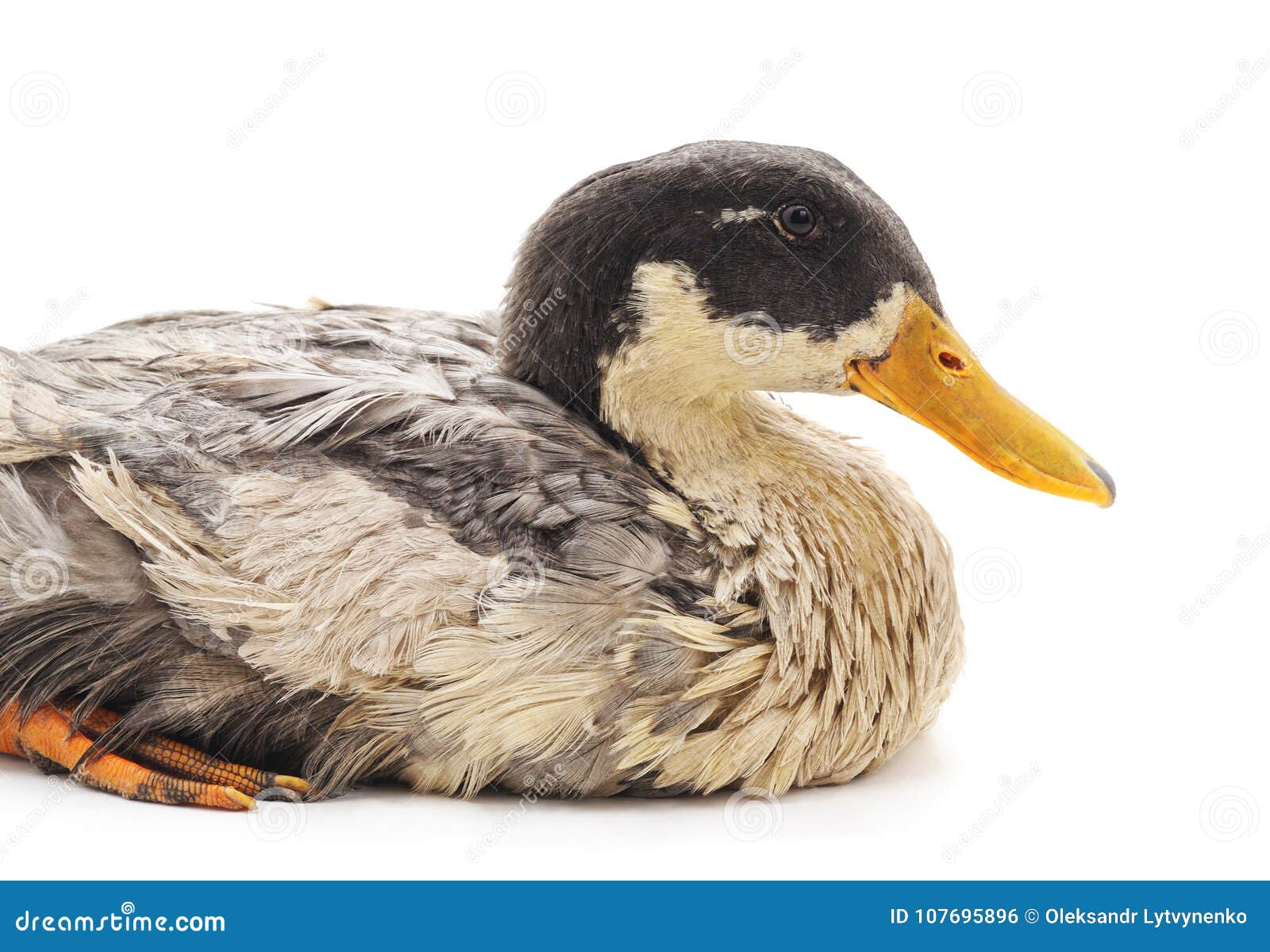 One gray duck. stock photo. Image of studio, season - 107695896