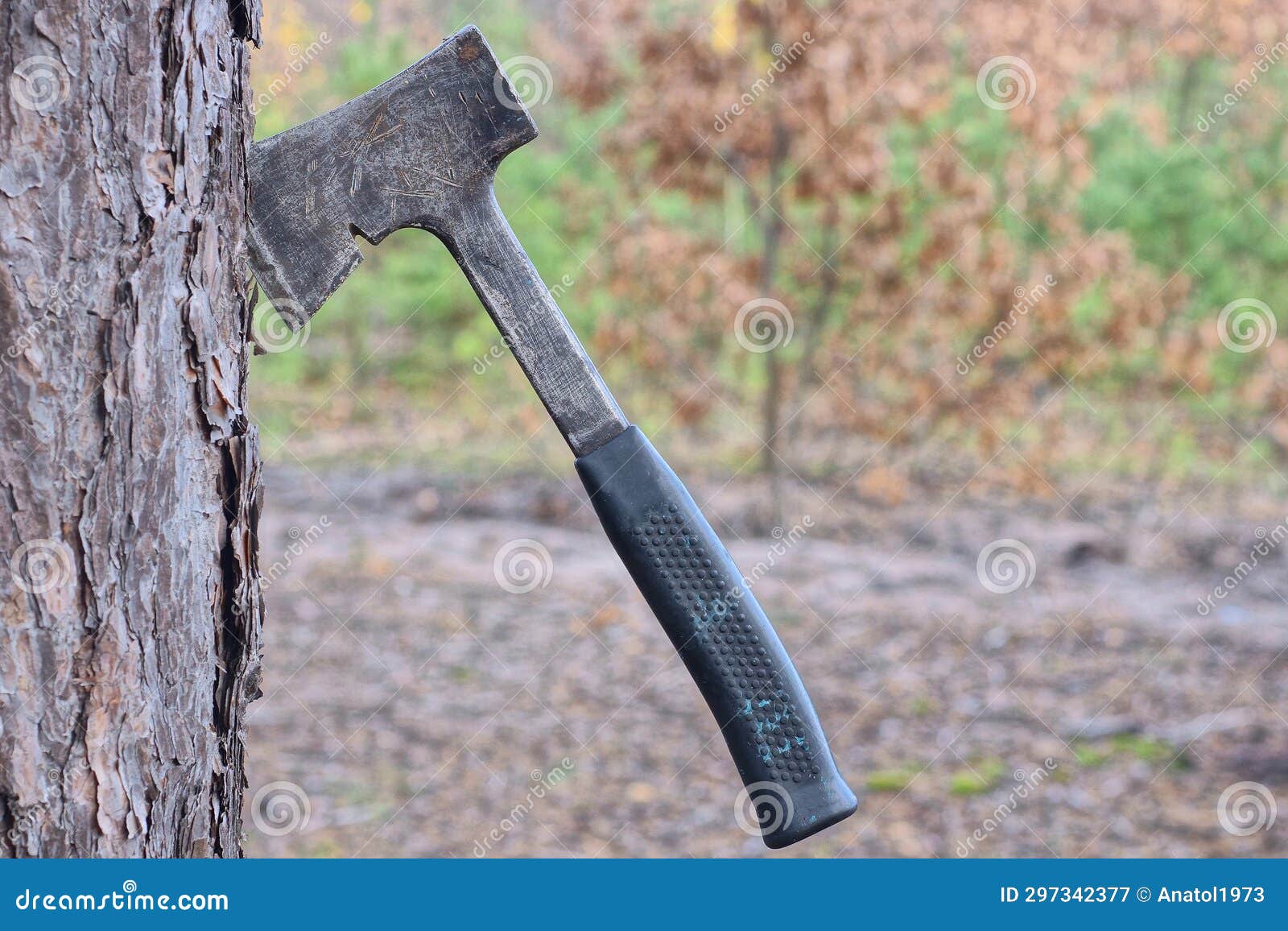 One Gray Iron Ax with a Black Handle Sticks Out in a Pine Tree Stock ...