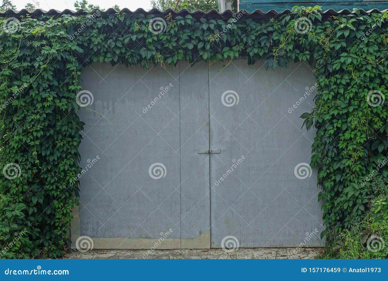 Gray Iron Gate Overgrown with Green Vegetation Stock Image - Image of ...