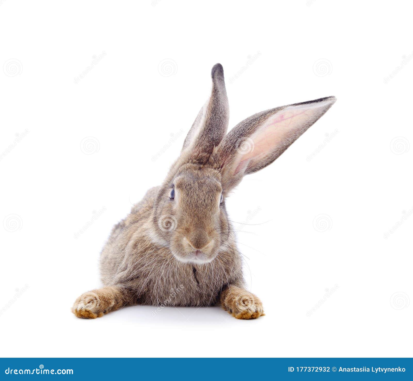 One gray rabbit stock photo. Image of coward, gray, isolated - 177372932