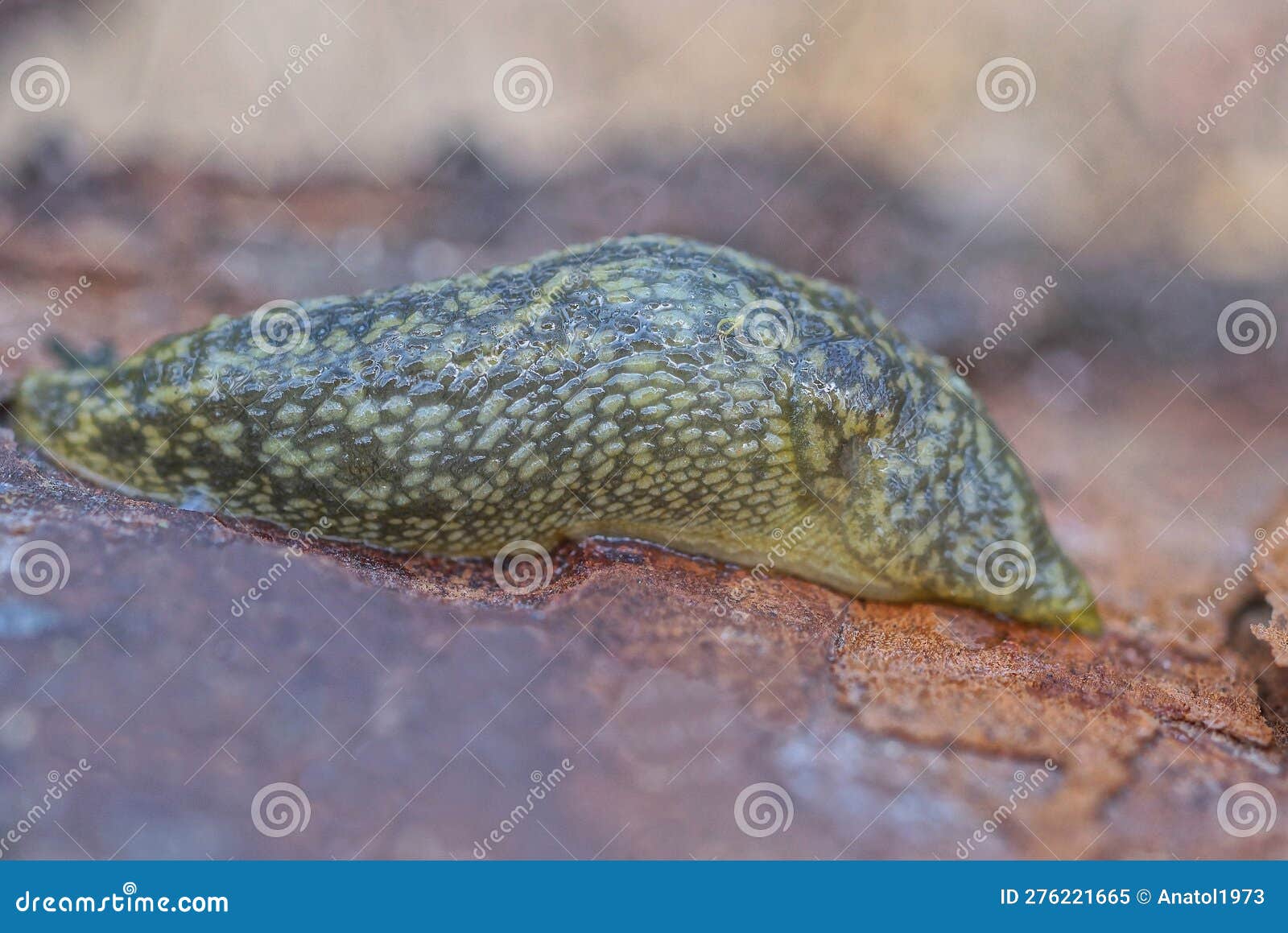 One Gray Slug Snail on Brown Bark Stock Image - Image of mollusk ...