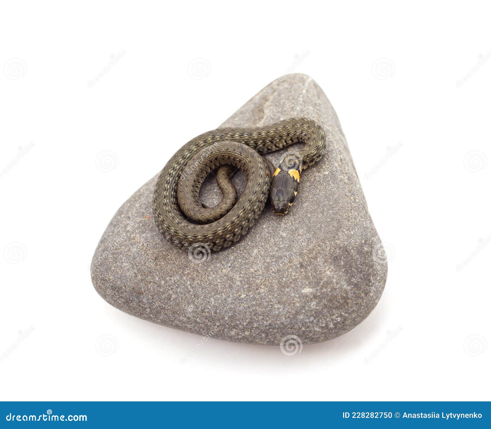 One Gray Snake on the Stones Stock Photo - Image of attack, wild: 228282750
