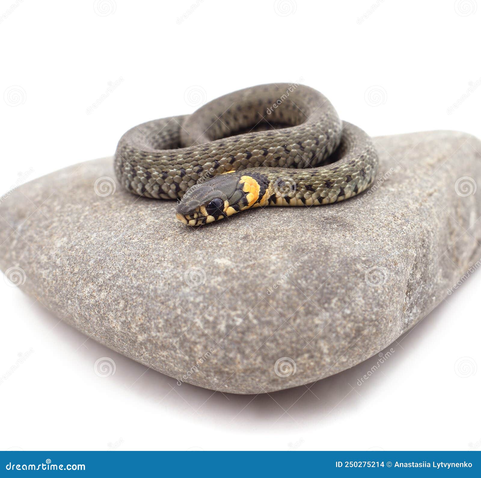 One Gray Snake on the Stones Stock Photo - Image of lethal, vertebrate ...