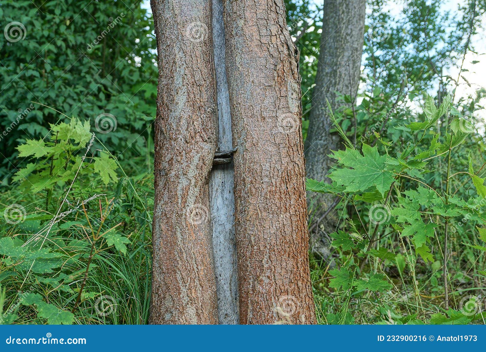 One Gray Tree with a Large Crack in the Trunk Stock Photo - Image of ...