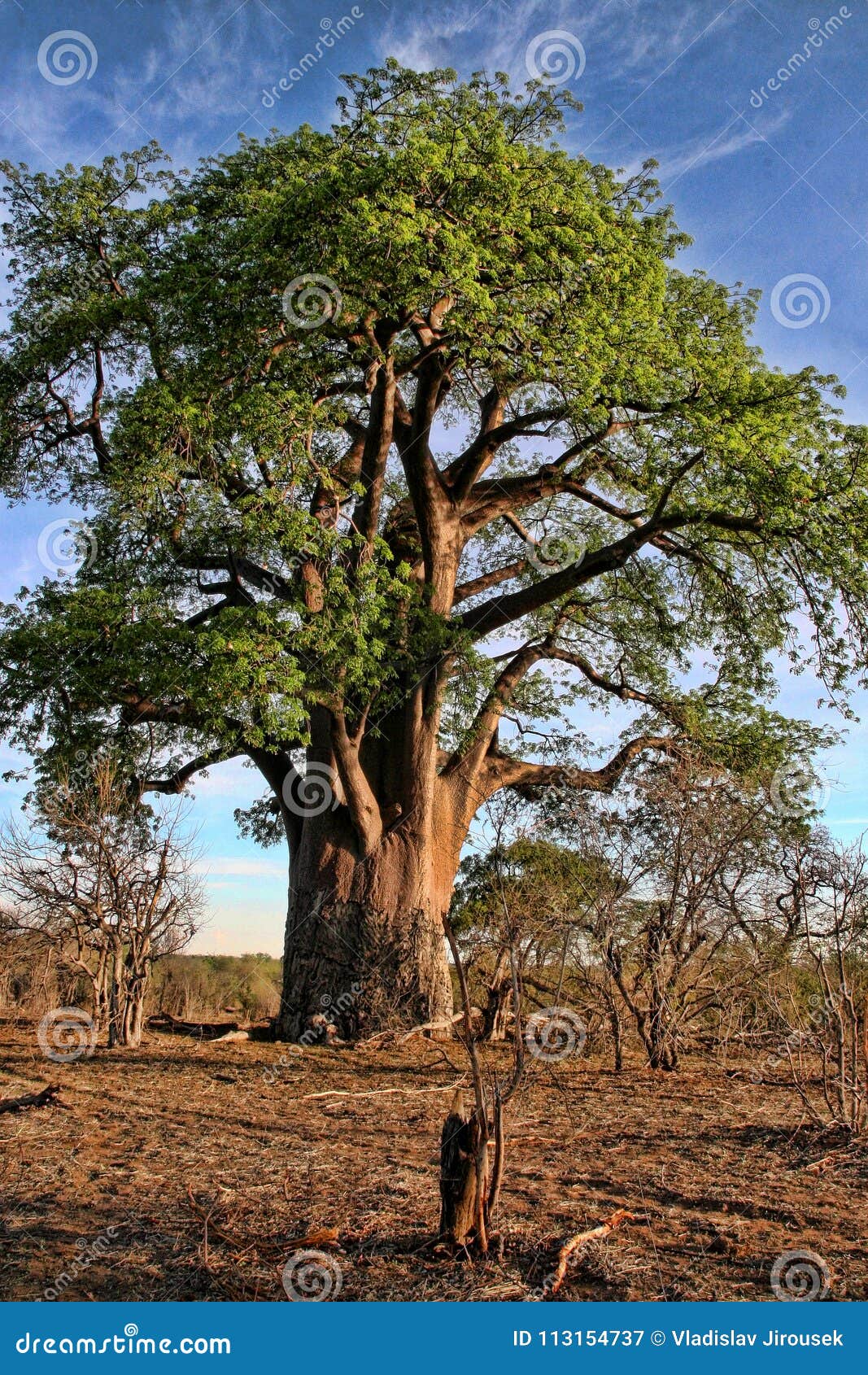 Great Baobab, Victoria Falls, Zimbabwe Stock Image - Image of african ...