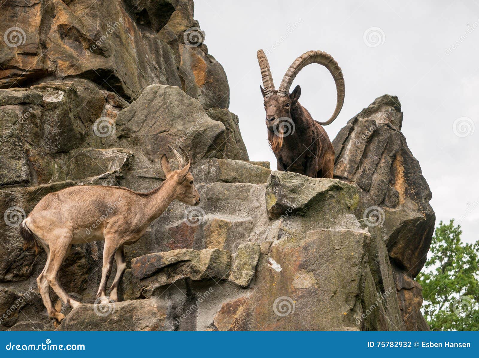 One great Siberian ibex stock photo. Image of mammal - 75782932