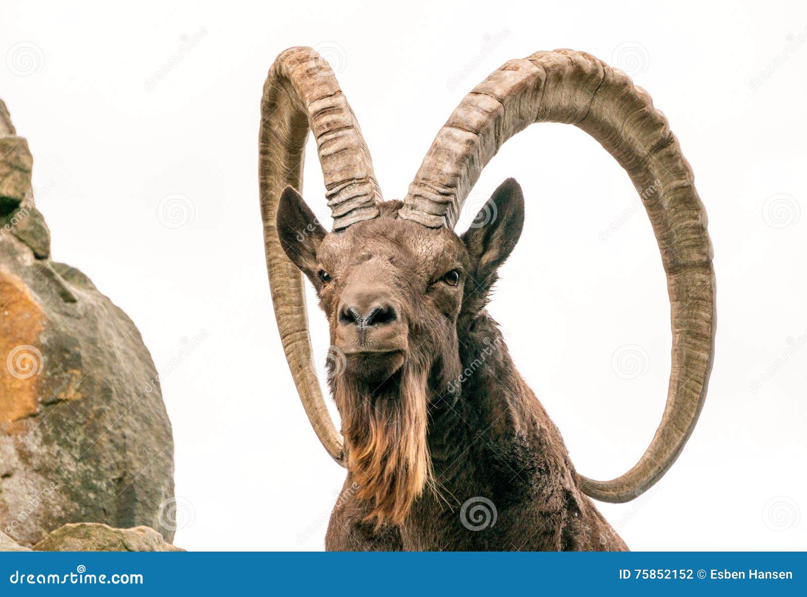 One great Siberian ibex stock photo. Image of asian, beard - 75852152
