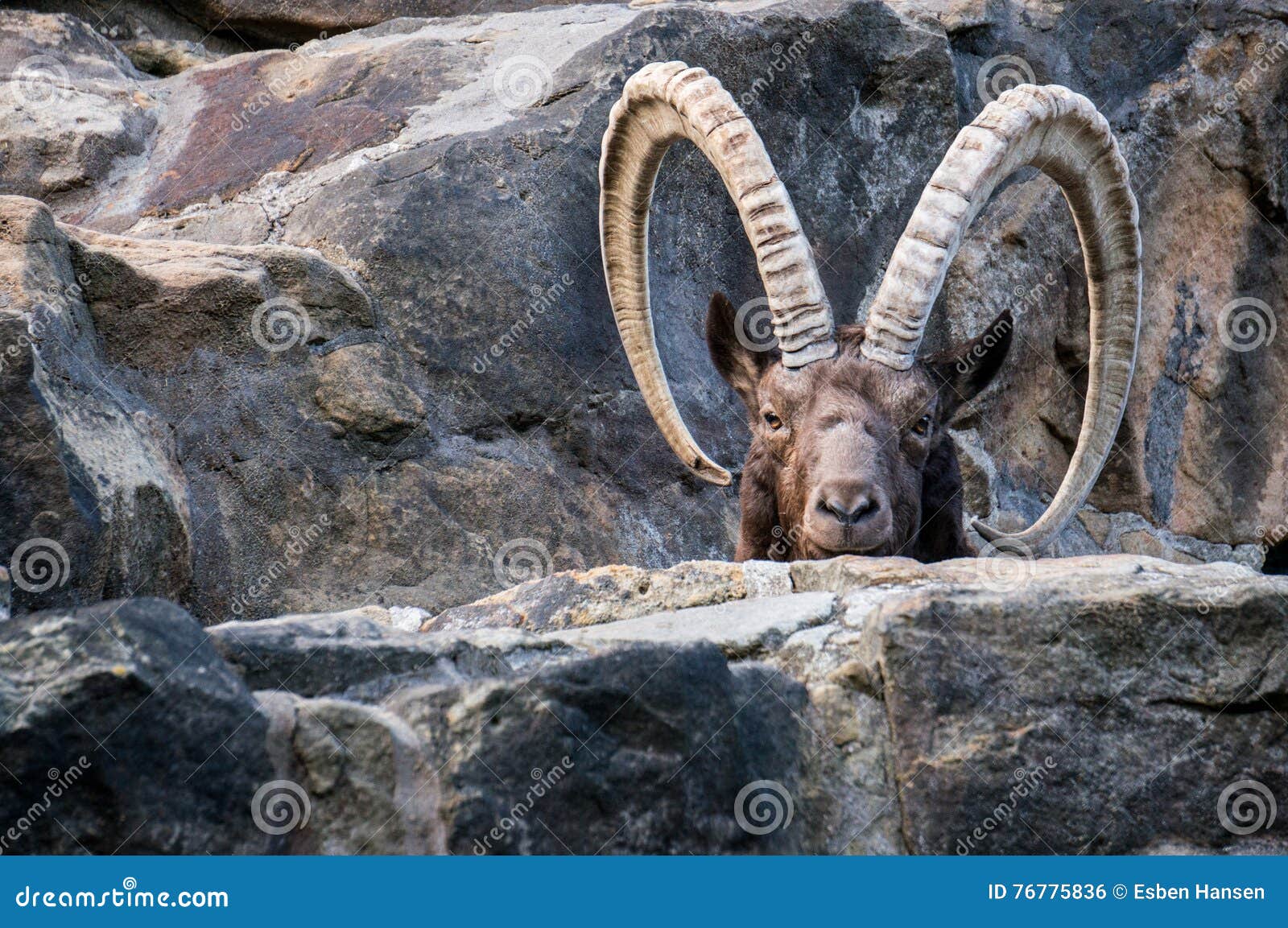 One great Siberian ibex stock photo. Image of beautiful - 76775836